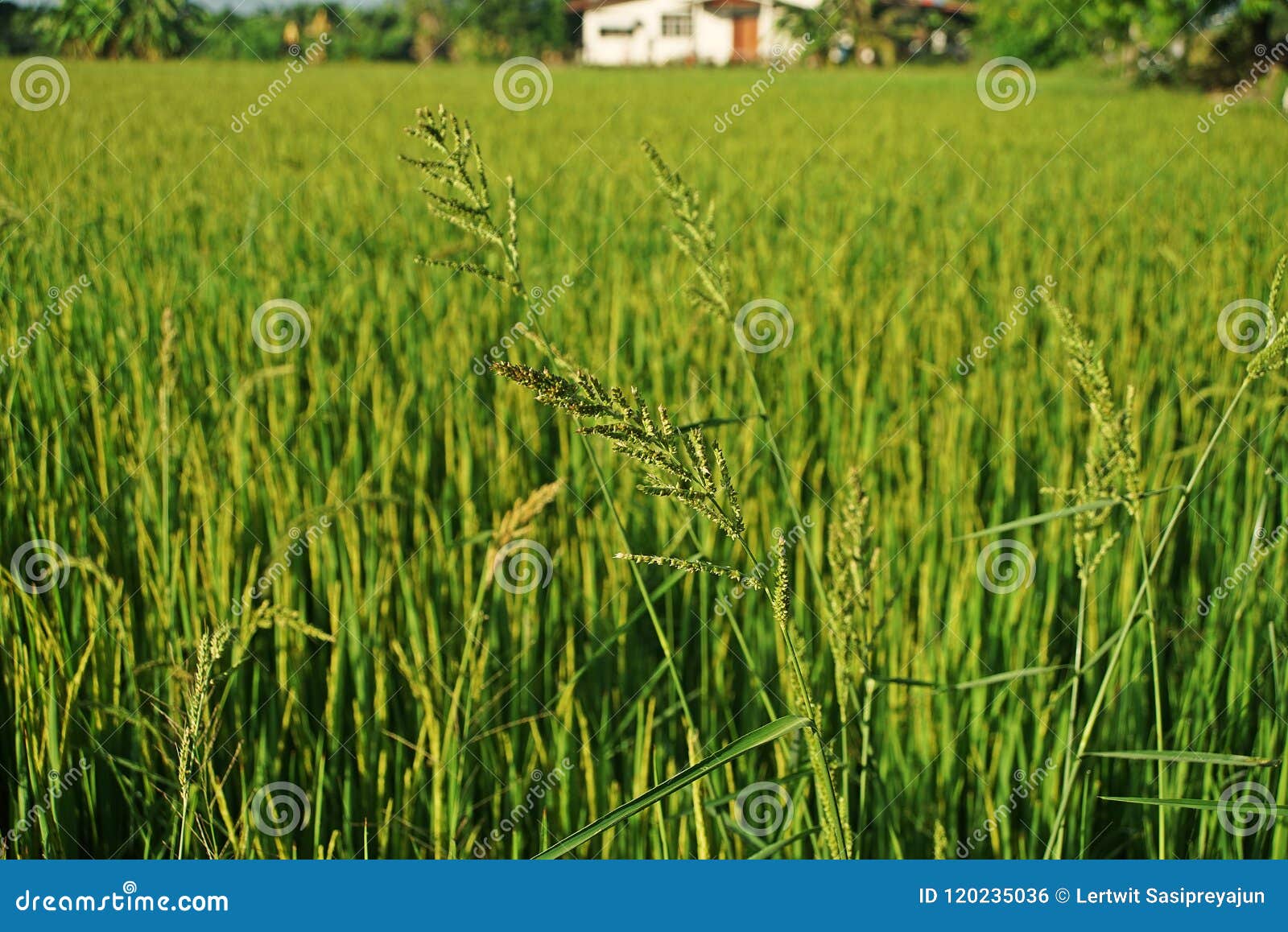 Major Grass Weed in Rice Production Field Stock Photo - Image of ...