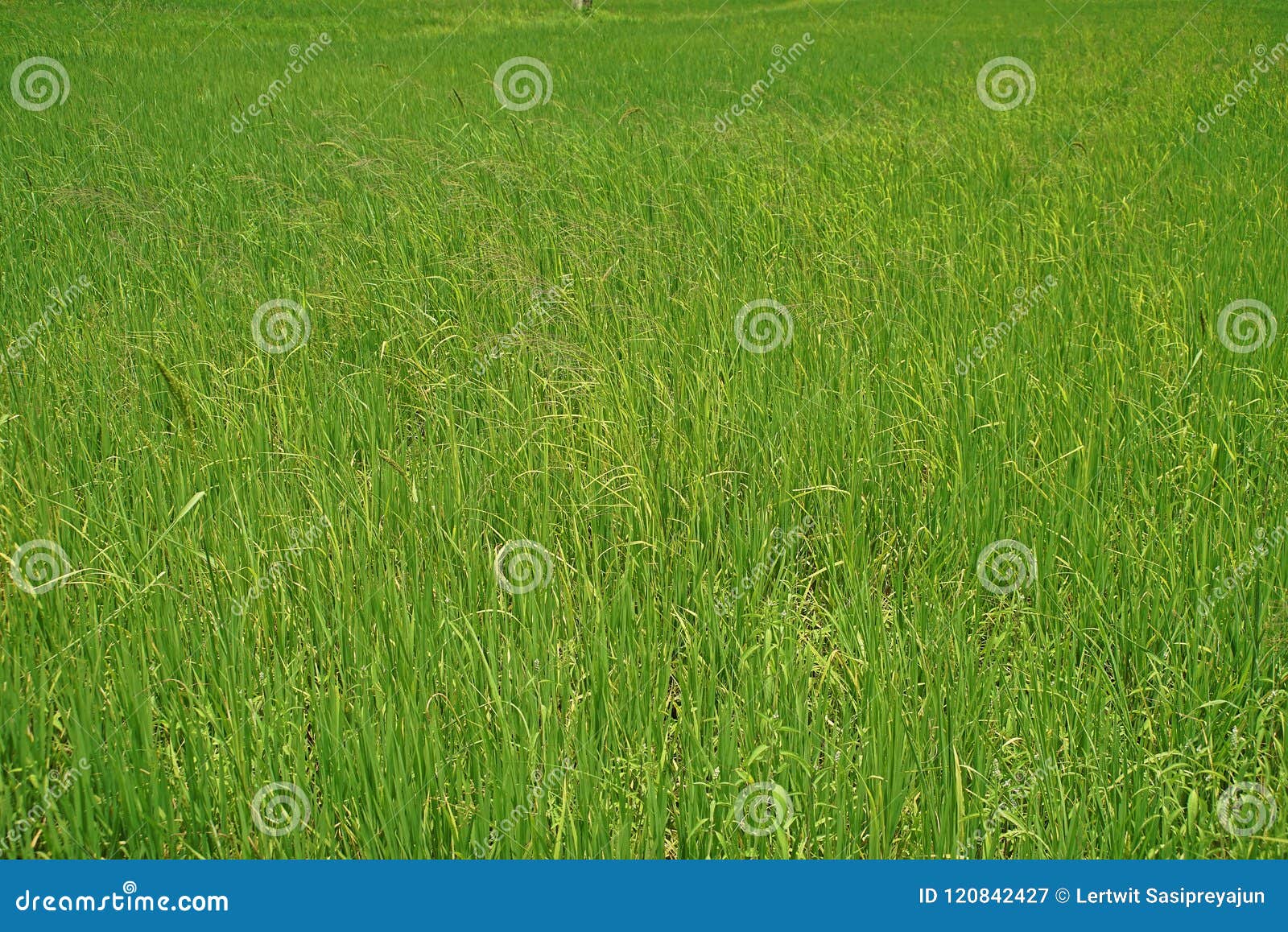 Major Grass Weed in Rice Production Field Stock Image - Image of asia ...
