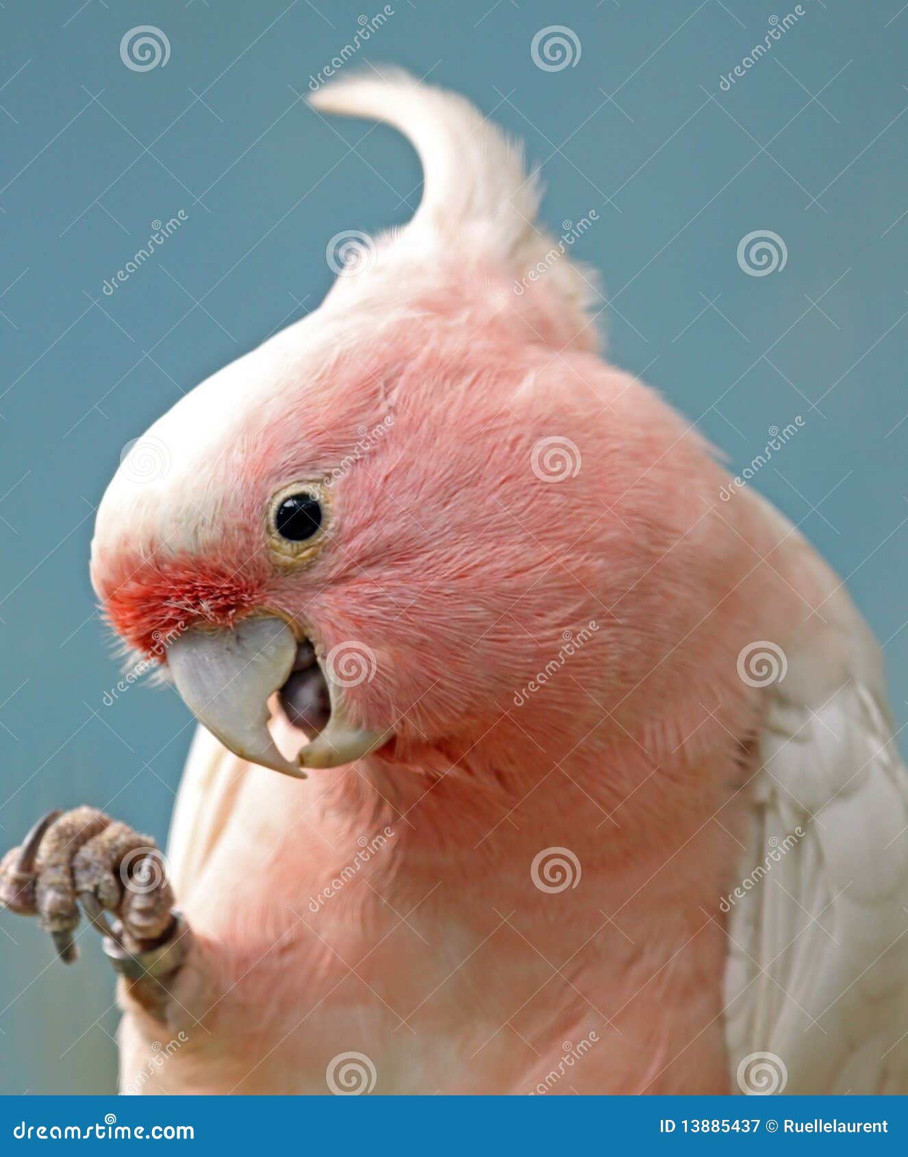 Major mitchell stock image. Image of intelligent, wildlife - 13885437