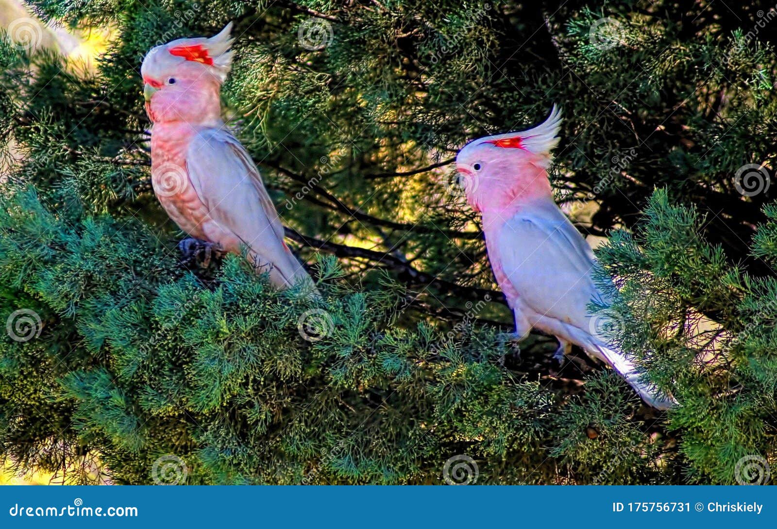 Major Mitchell Bird& X27;sh in a Pine Tree in Cobar Stock Image - Image ...