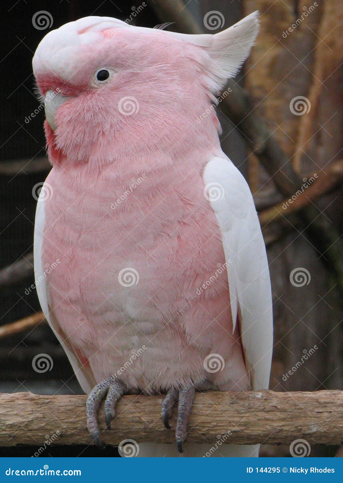 Major Mitchell Cockatoo stock image. Image of bird, male - 144295