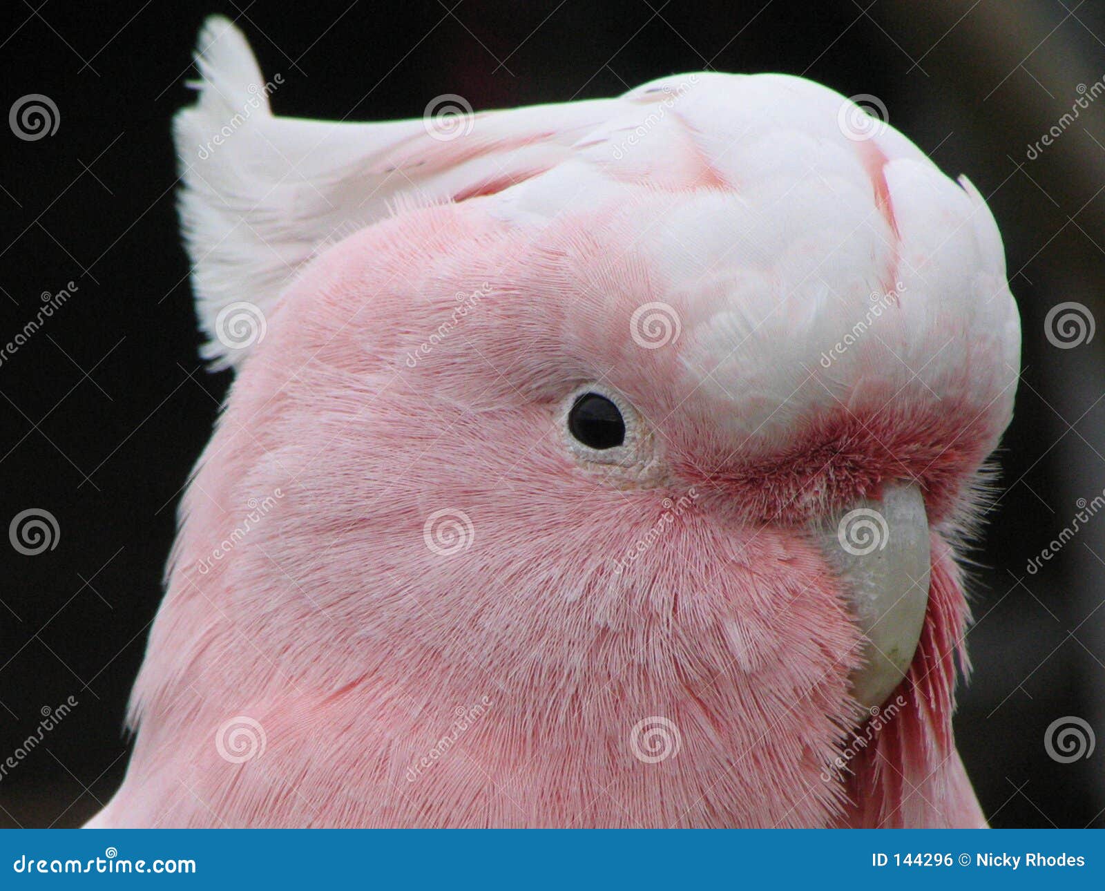 The Major Mitchell`s Cockatoo Lophochroa Leadbeateri, Also Known As ...