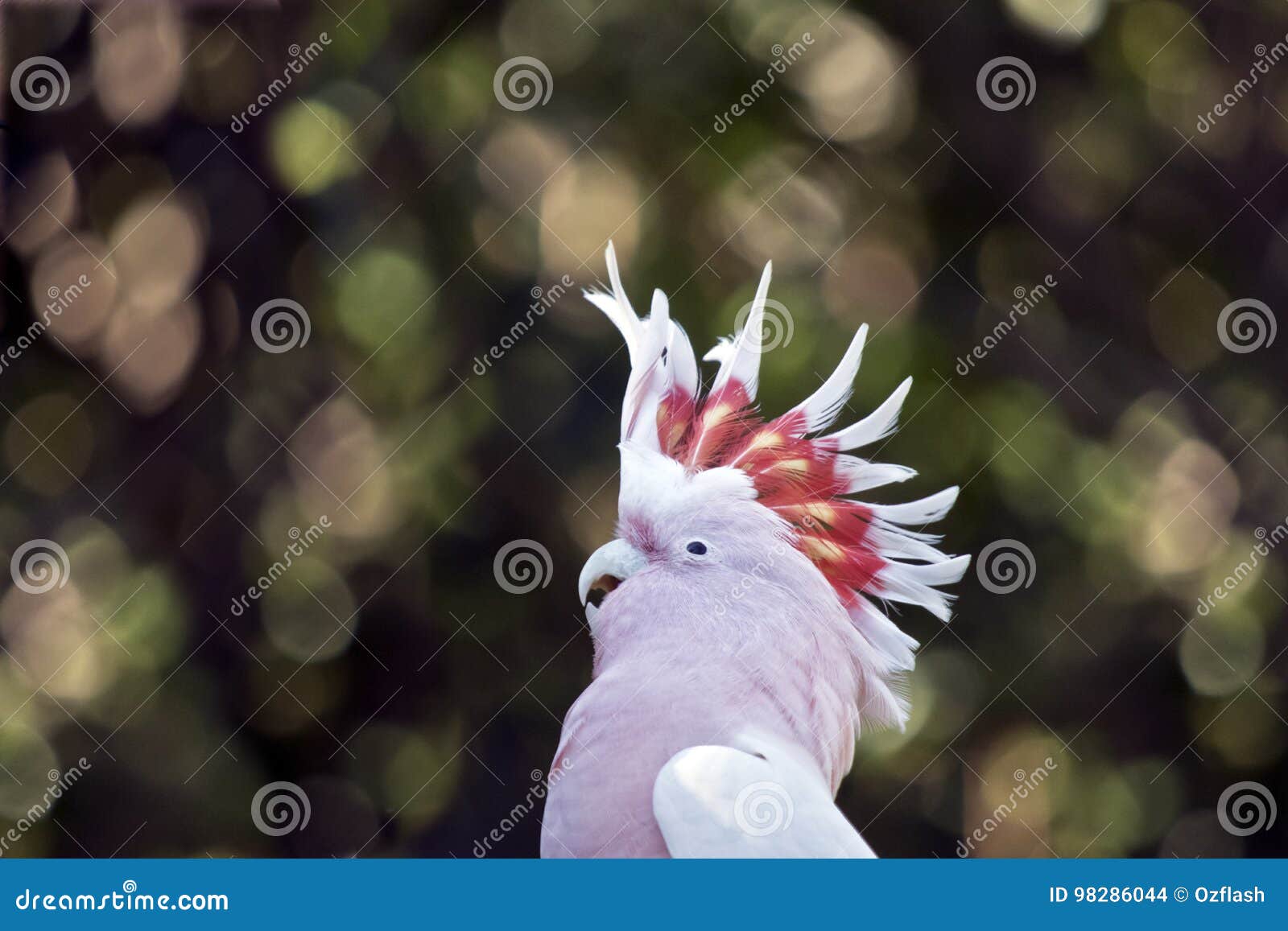 Major mitchell cockatoo stock photo. Image of cockatoo - 98286044