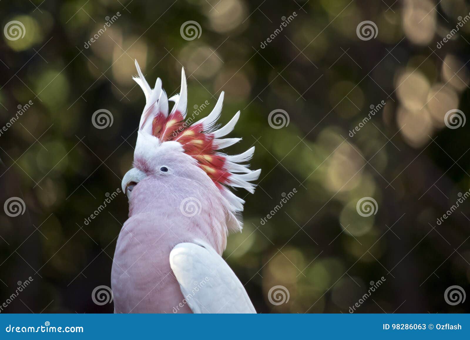 Major mitchell cockatoo stock image. Image of talking - 98286063