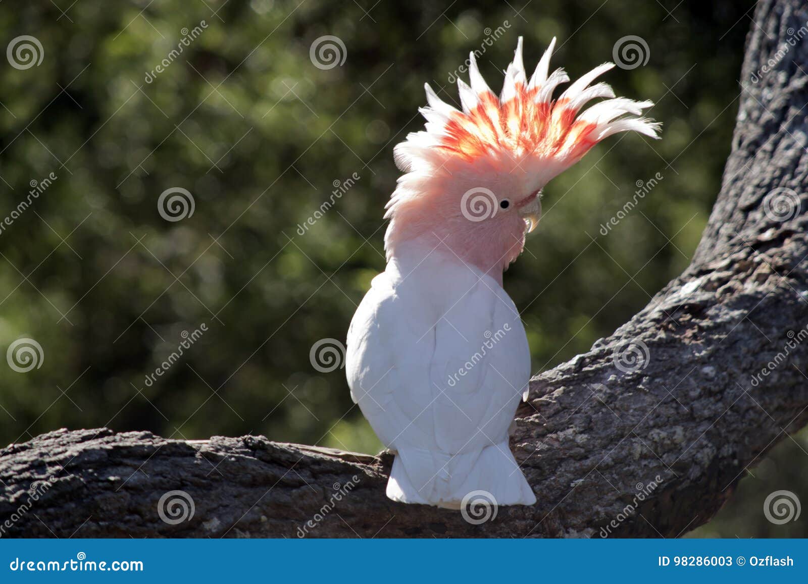Major mitchell cockatoo stock image. Image of pink, cockatoo - 98286003