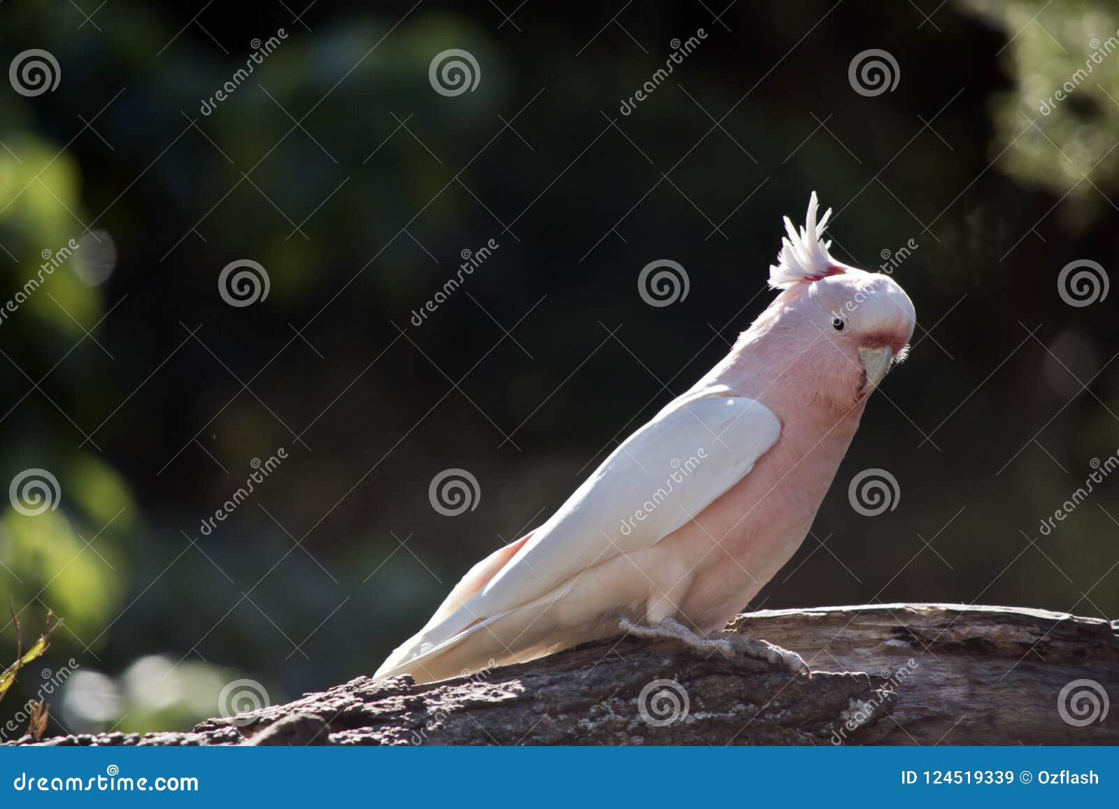 Major Mitchell cockatoo stock image. Image of feathers - 124519339
