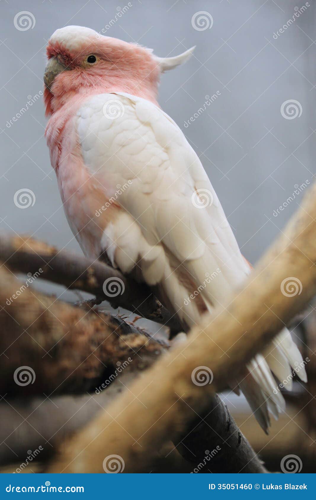 Major Mitchell cockatoo stock photo. Image of mitchell - 35051460