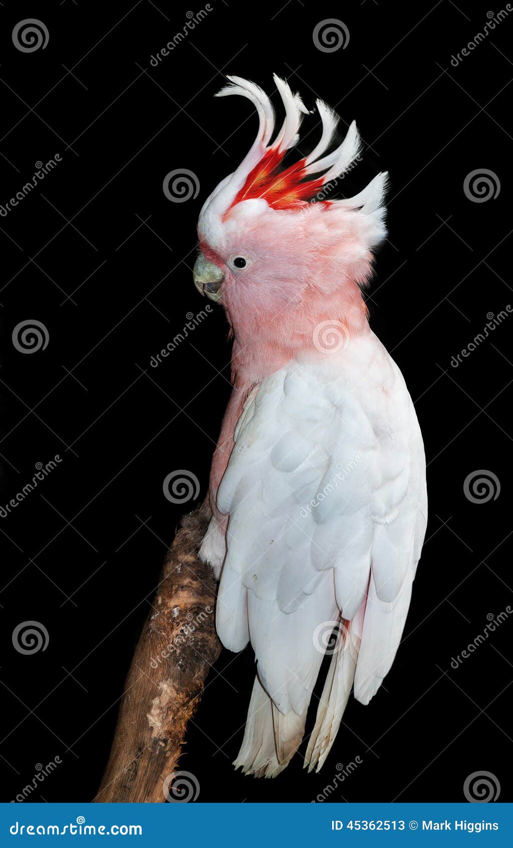 Major mitchell parrot stock image. Image of ring, head - 45362513
