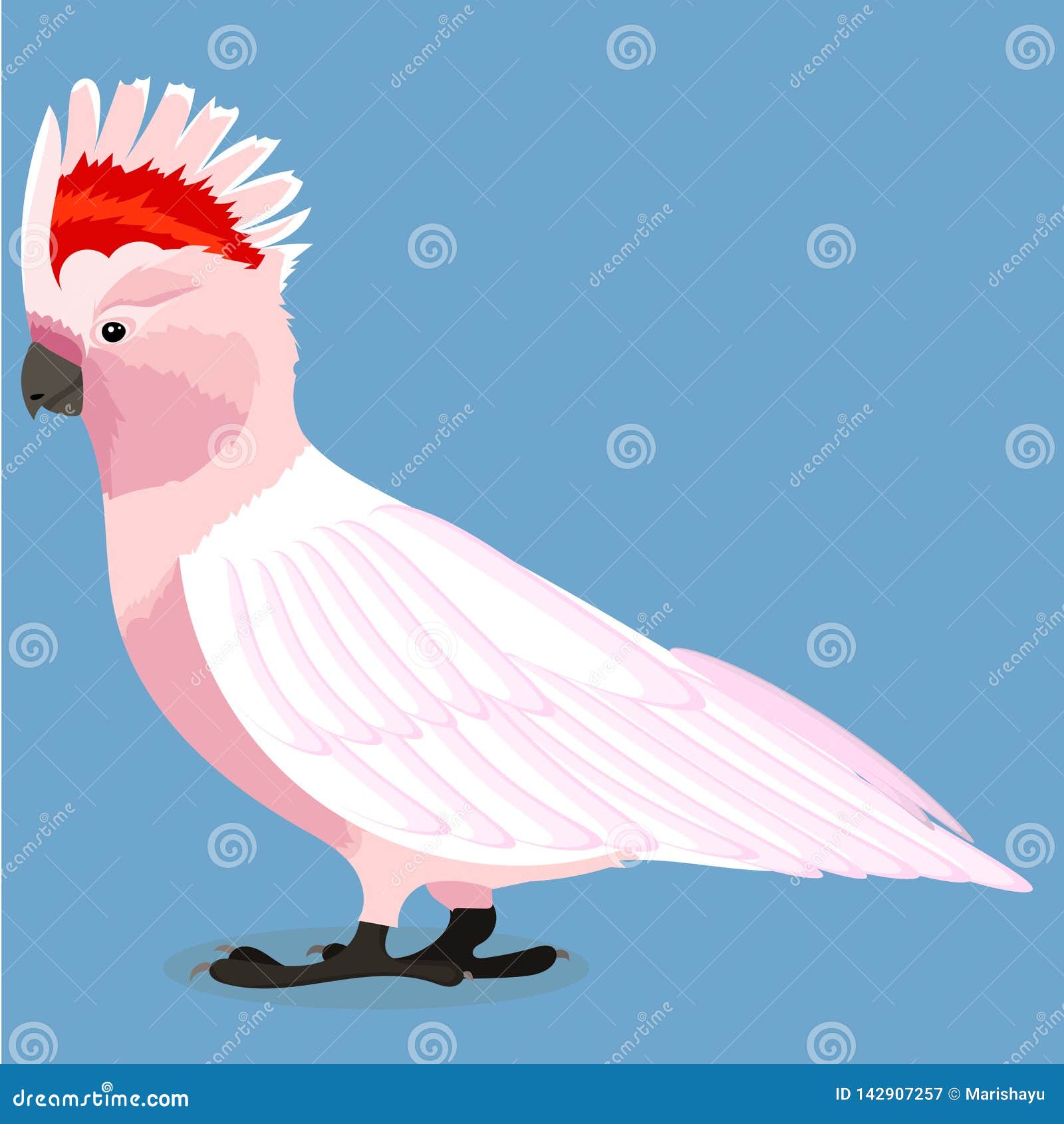 Major Mitchell`s Cockatoo Or Lophochroa Leadbeateri, Cockatoo, Vintage ...