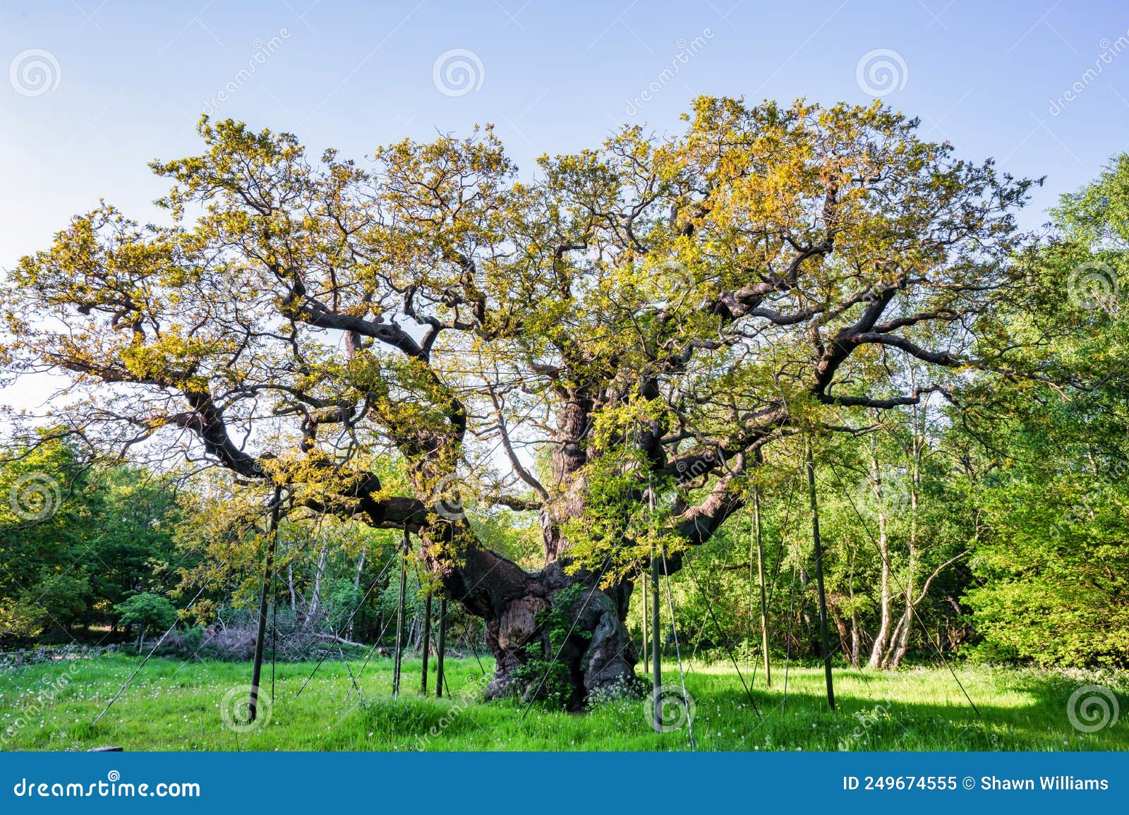 The Major Oak stock image. Image of britain, giant, branches - 249674555