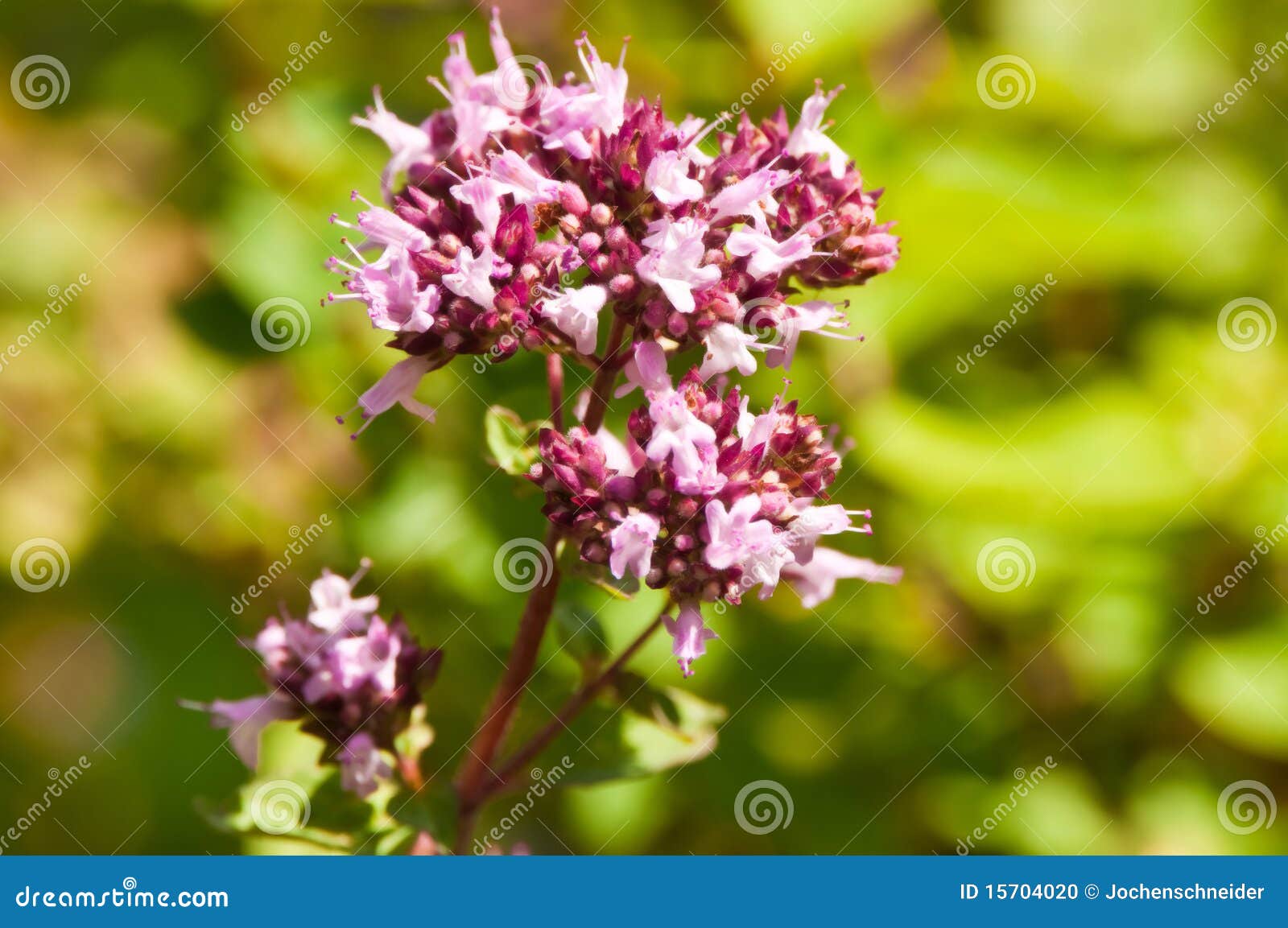 Majoram стоковое фото. изображение насчитывающей природа - 15704020