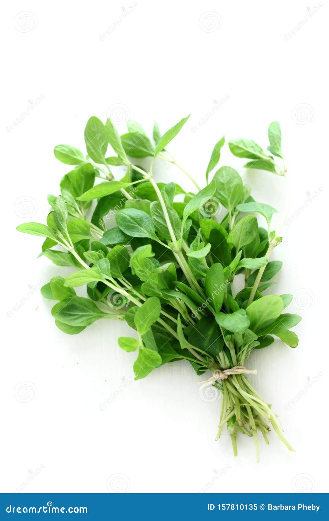 Majoram stock image. Image of marjoram, plant, isolated - 157810135