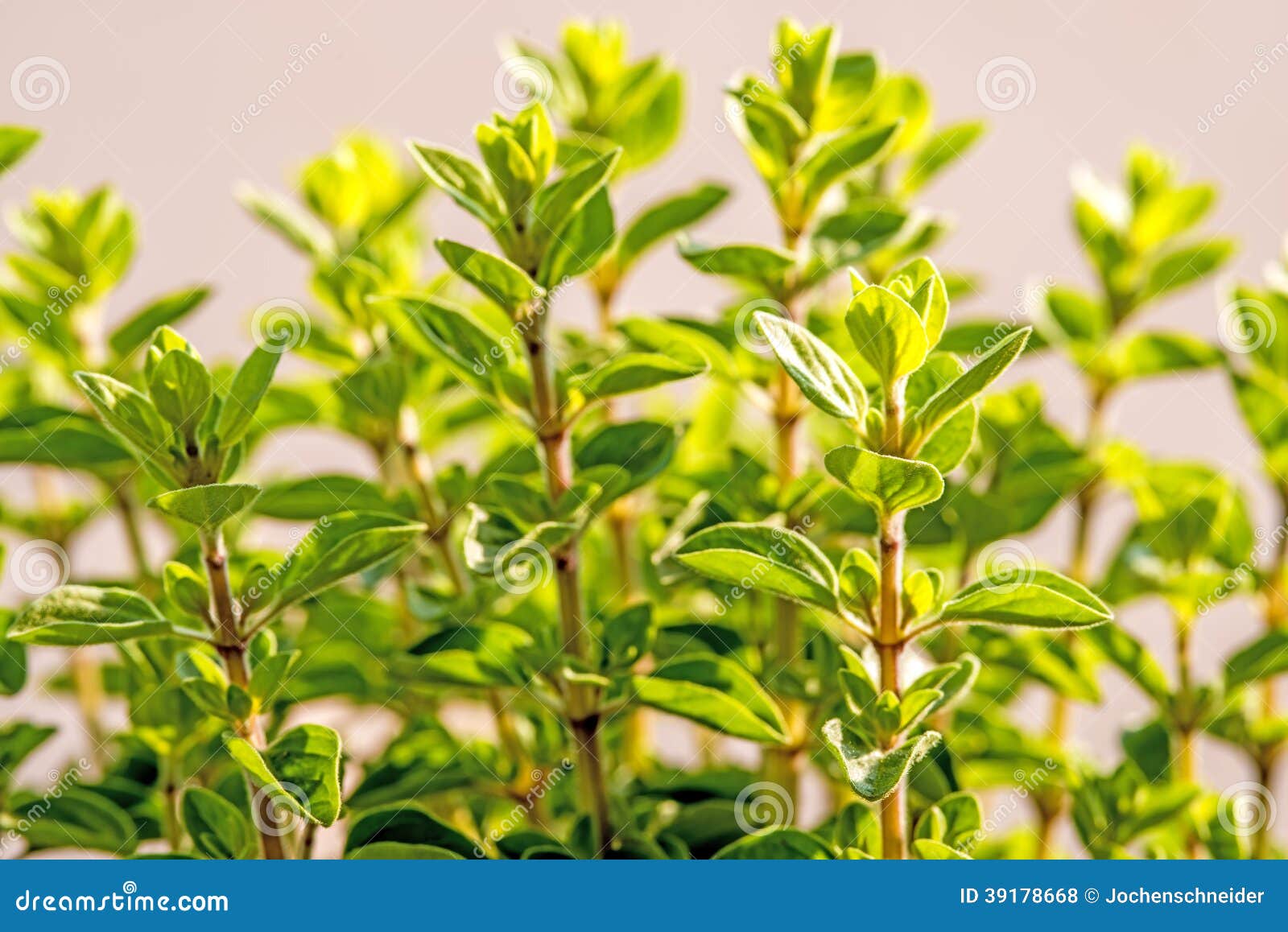 Majoram stock photo. Image of herb, cure, majoram, italian - 39178668