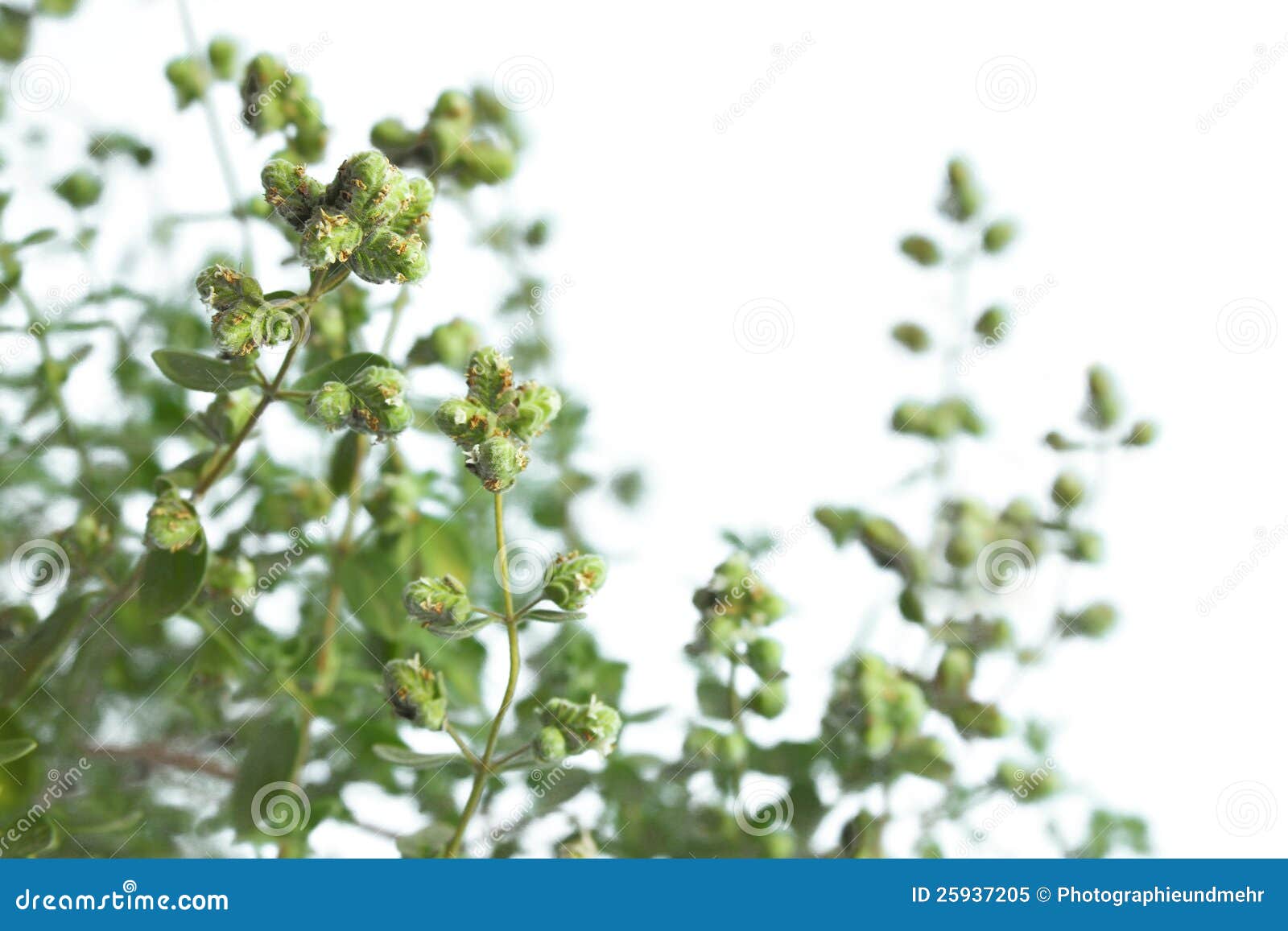 Majoran (Origanum Majorana) Stockbild - Bild von knospe, format: 25937205