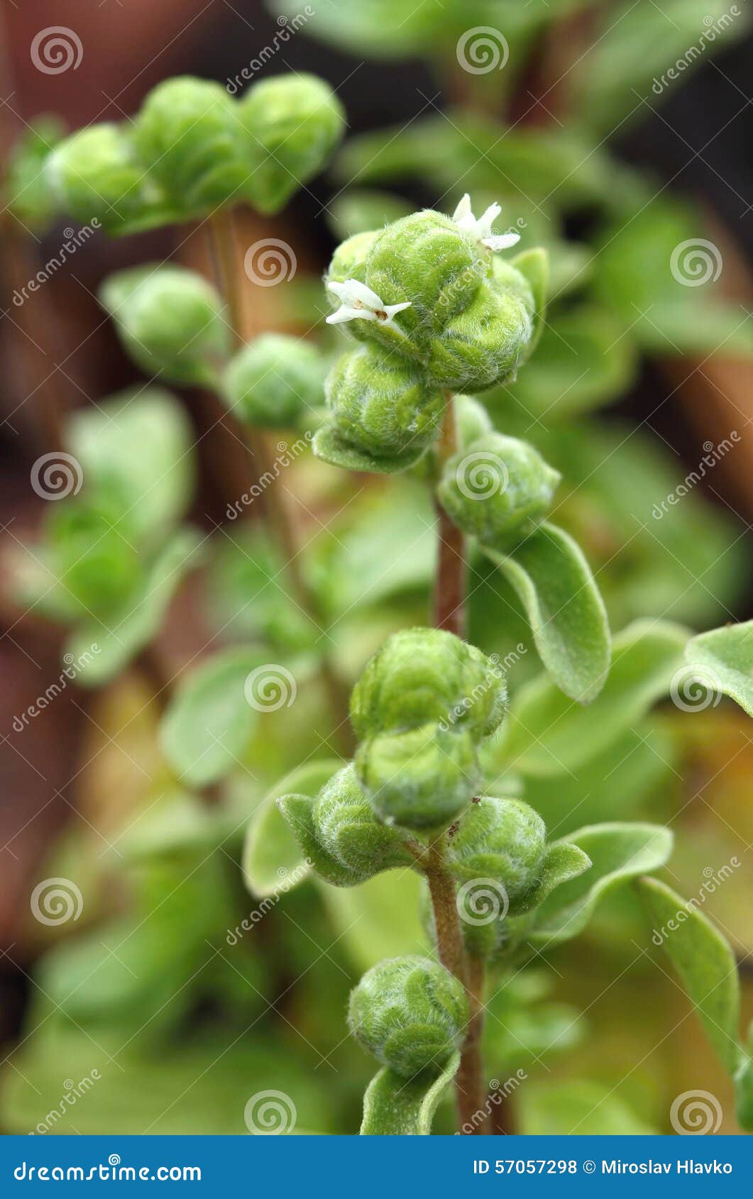 Majoran-Origanum Majorana stockfoto. Bild von heilend - 57057298
