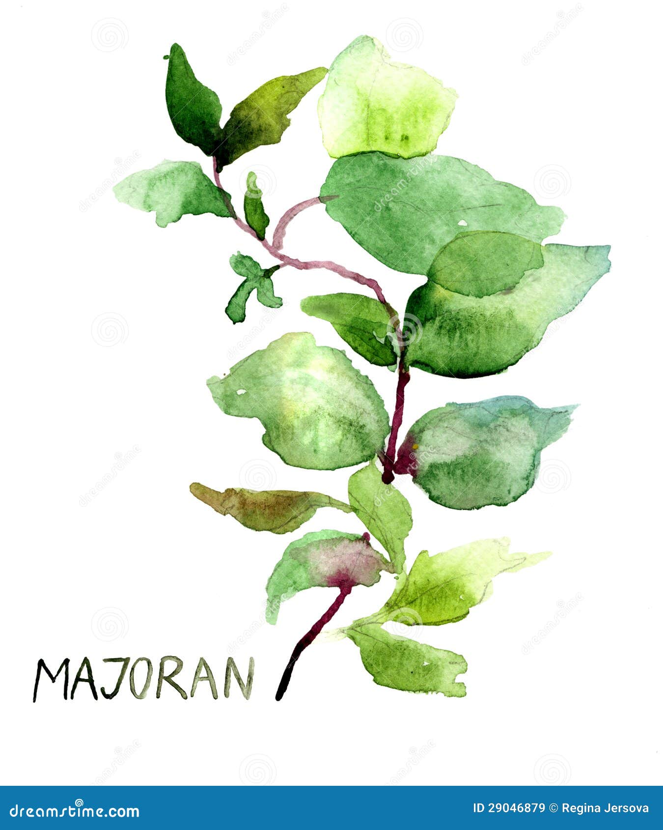 Majoran, Watercolor Illustration Stock Illustration - Illustration of ...
