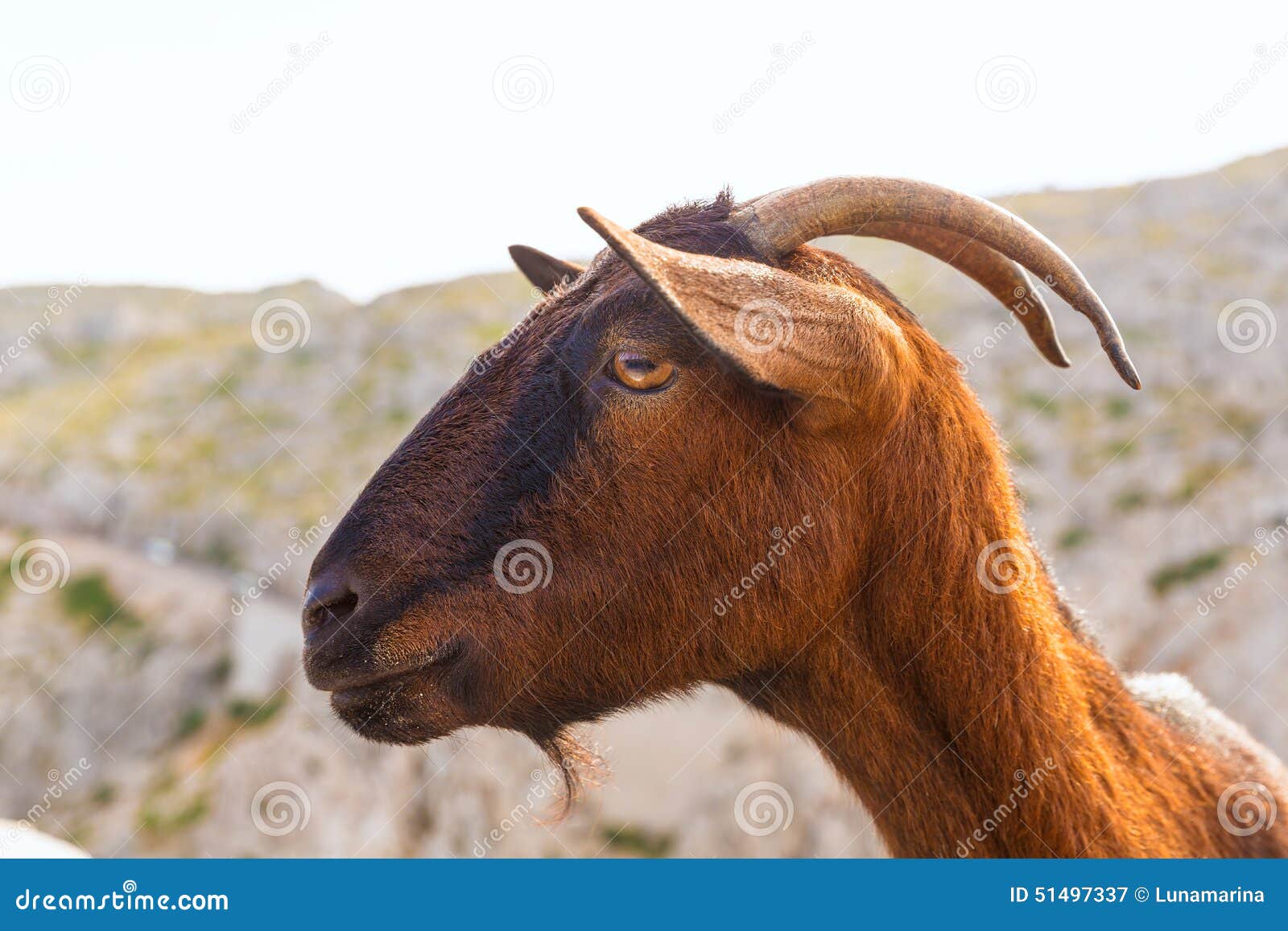 Majorca Goat in Formentor Cape Lighthouse Stock Image - Image of high ...