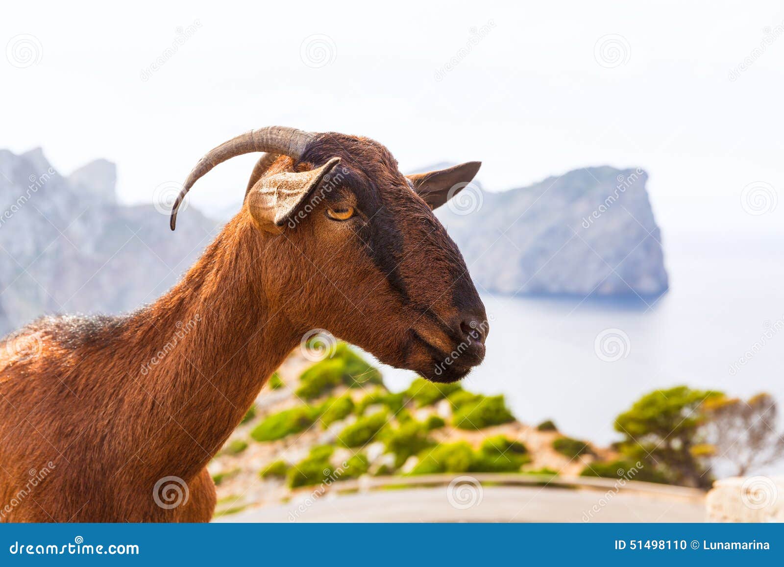 Majorca Goat in Formentor Cape Lighthouse Stock Photo - Image of nature ...
