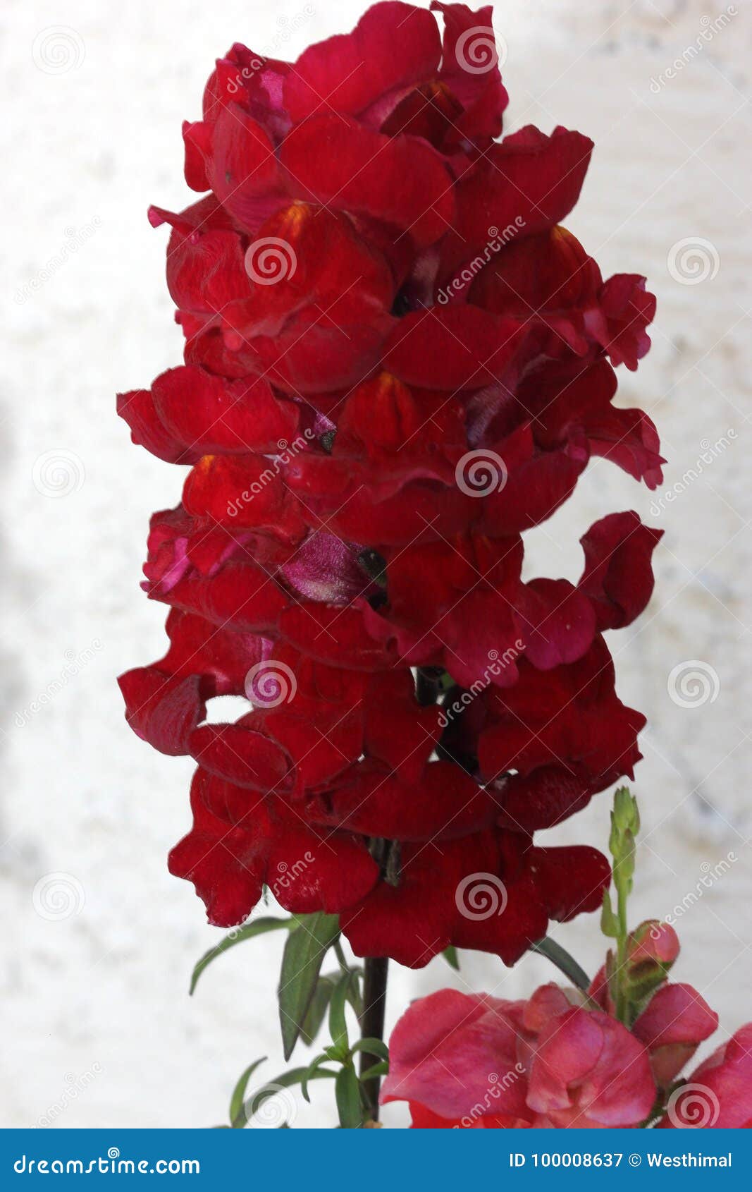 Majus Del Antirrino, Antirrino, Flor Del Perro Imagen de archivo ...