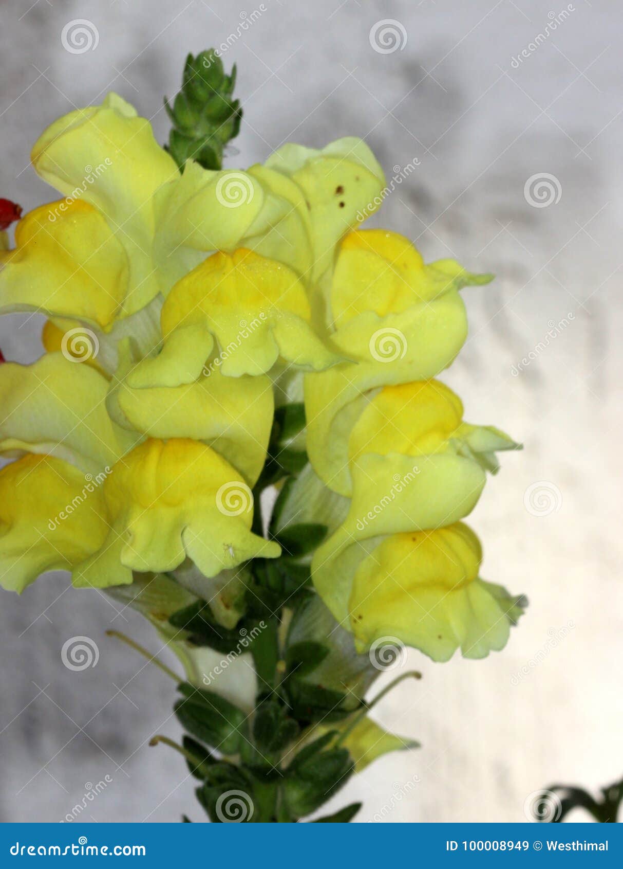 Majus Del Antirrino, Antirrino, Flor Del Perro Imagen de archivo ...