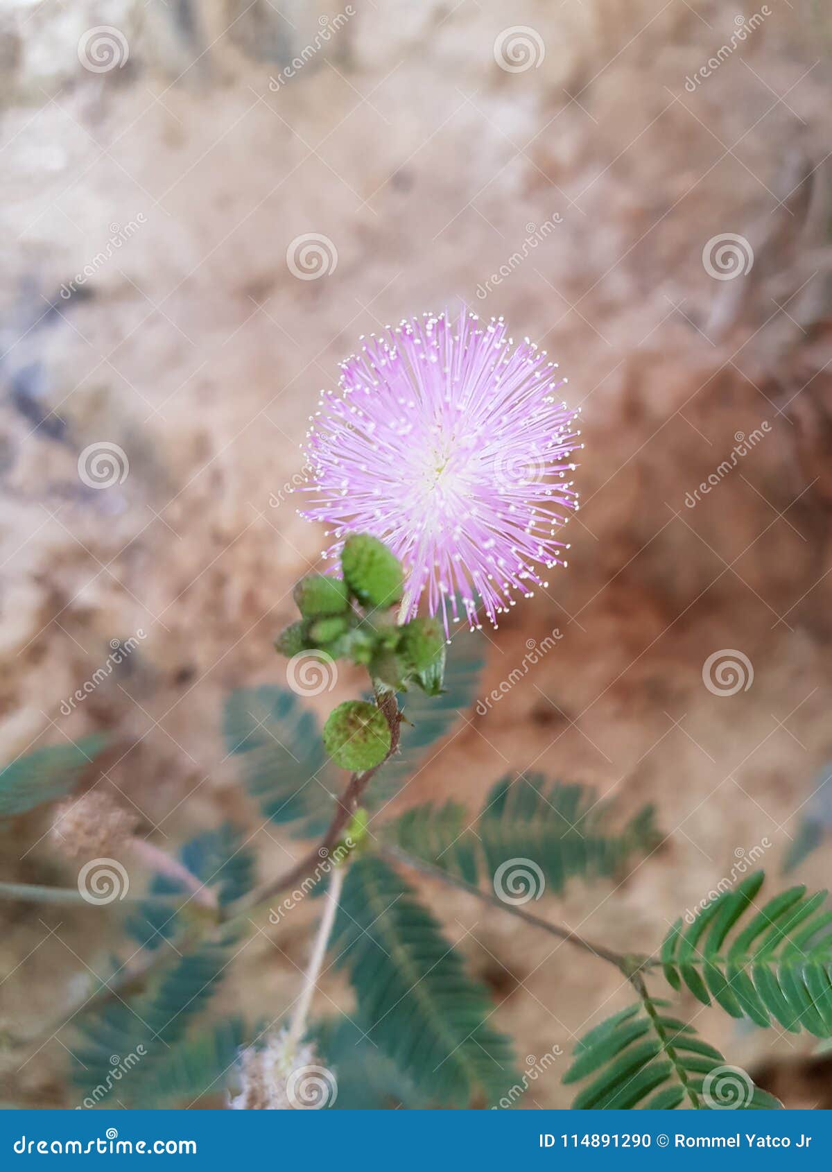 Makahiya stock photo. Image of macro, plant, nature - 114891290