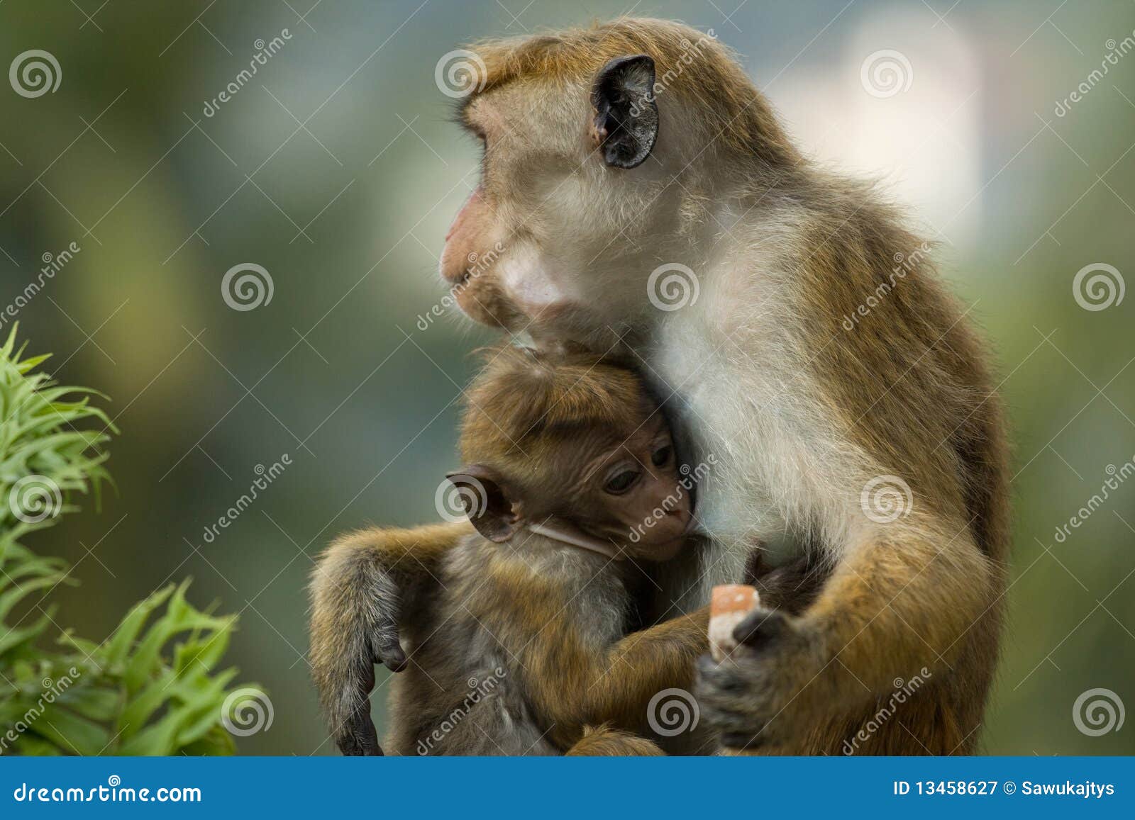 Makak family stock image. Image of monkey, mother, eating - 13458627