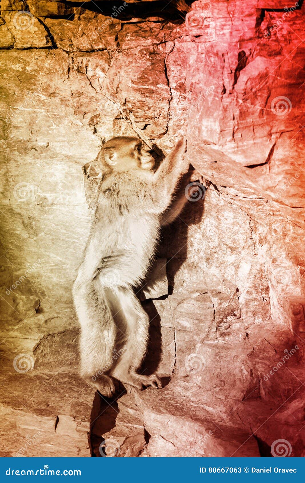 Makak Monkey Photo stock image. Image of animal, stand - 80667063