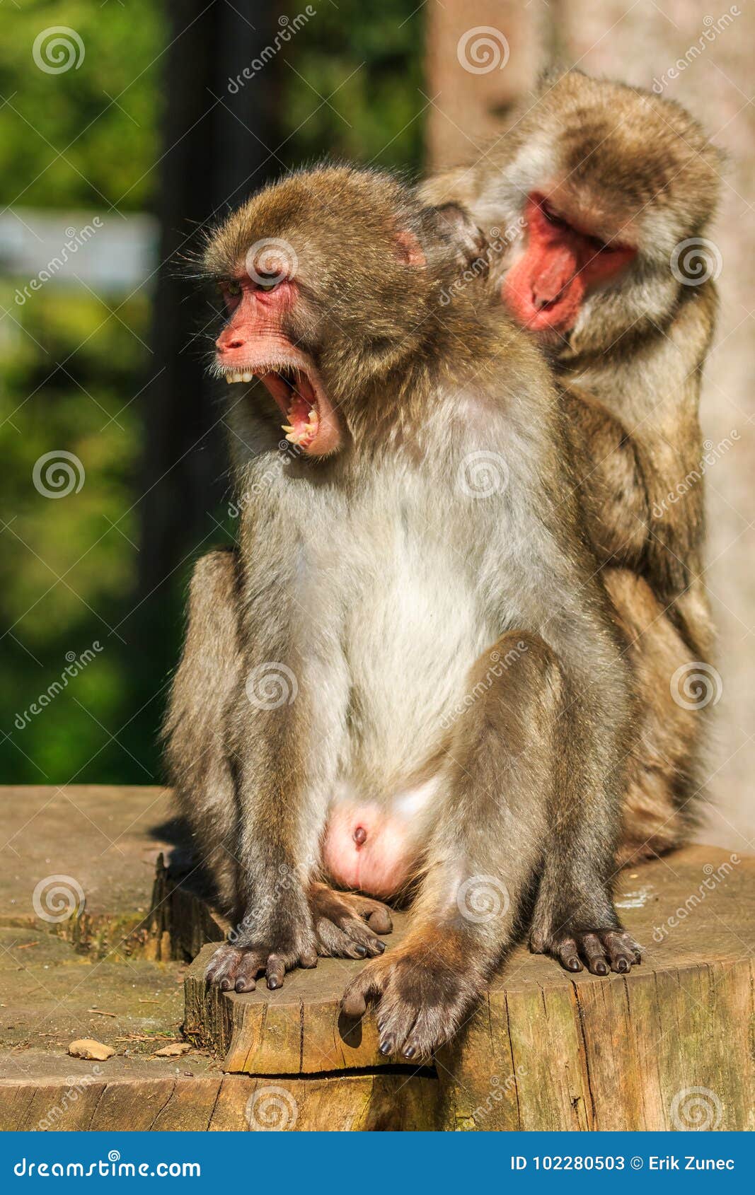 Japanese Makak Monkey Stock Image | CartoonDealer.com #102280369