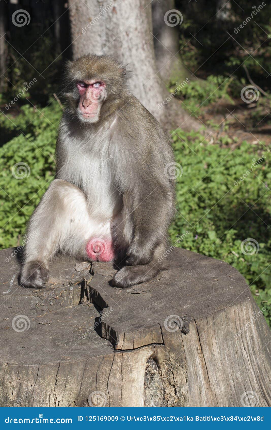 Japanese Makak Monkey Stock Image | CartoonDealer.com #102280369