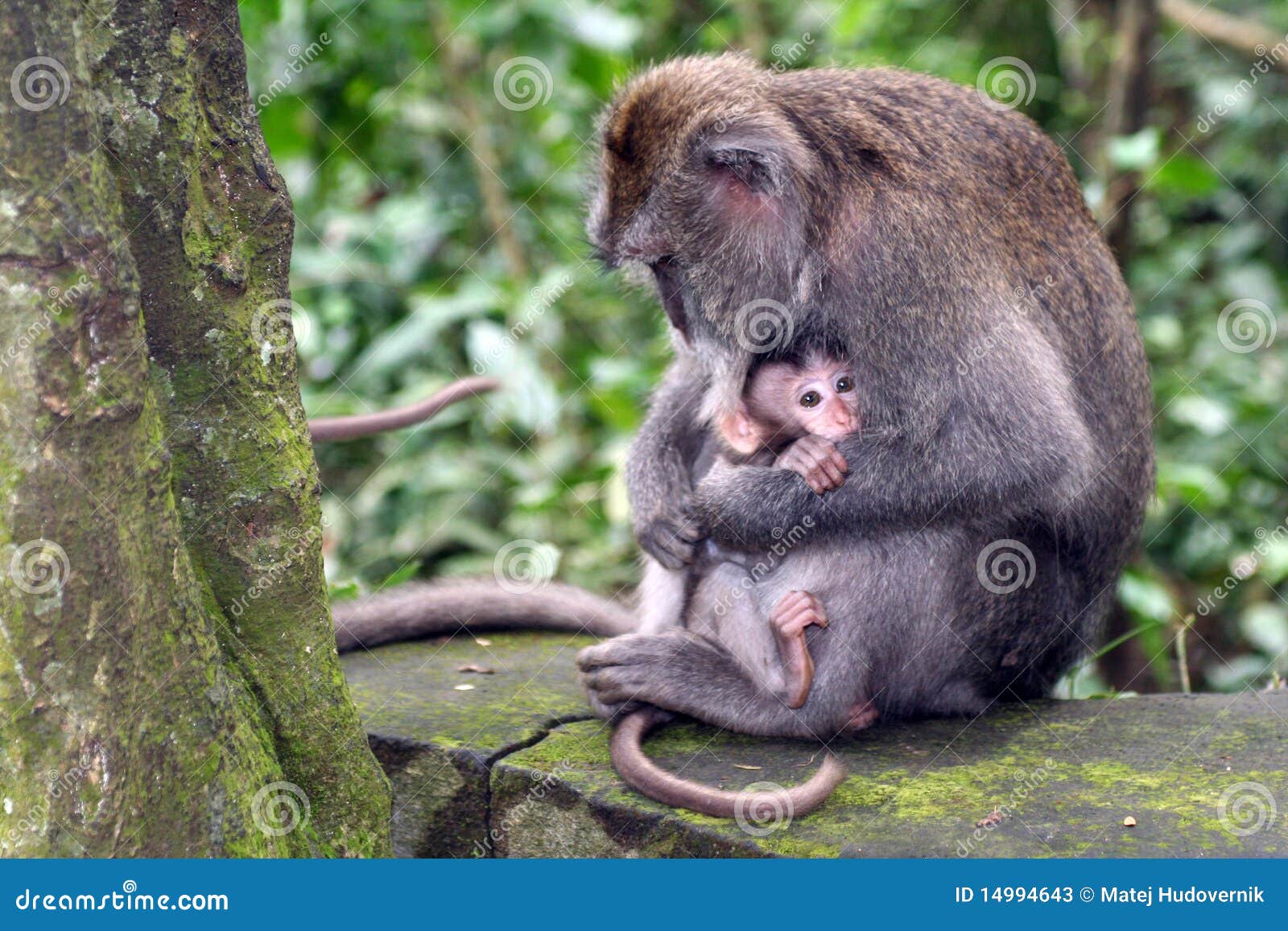 Makak z jej dzieckiem obraz stock. Obraz złożonej z ssak - 14994643