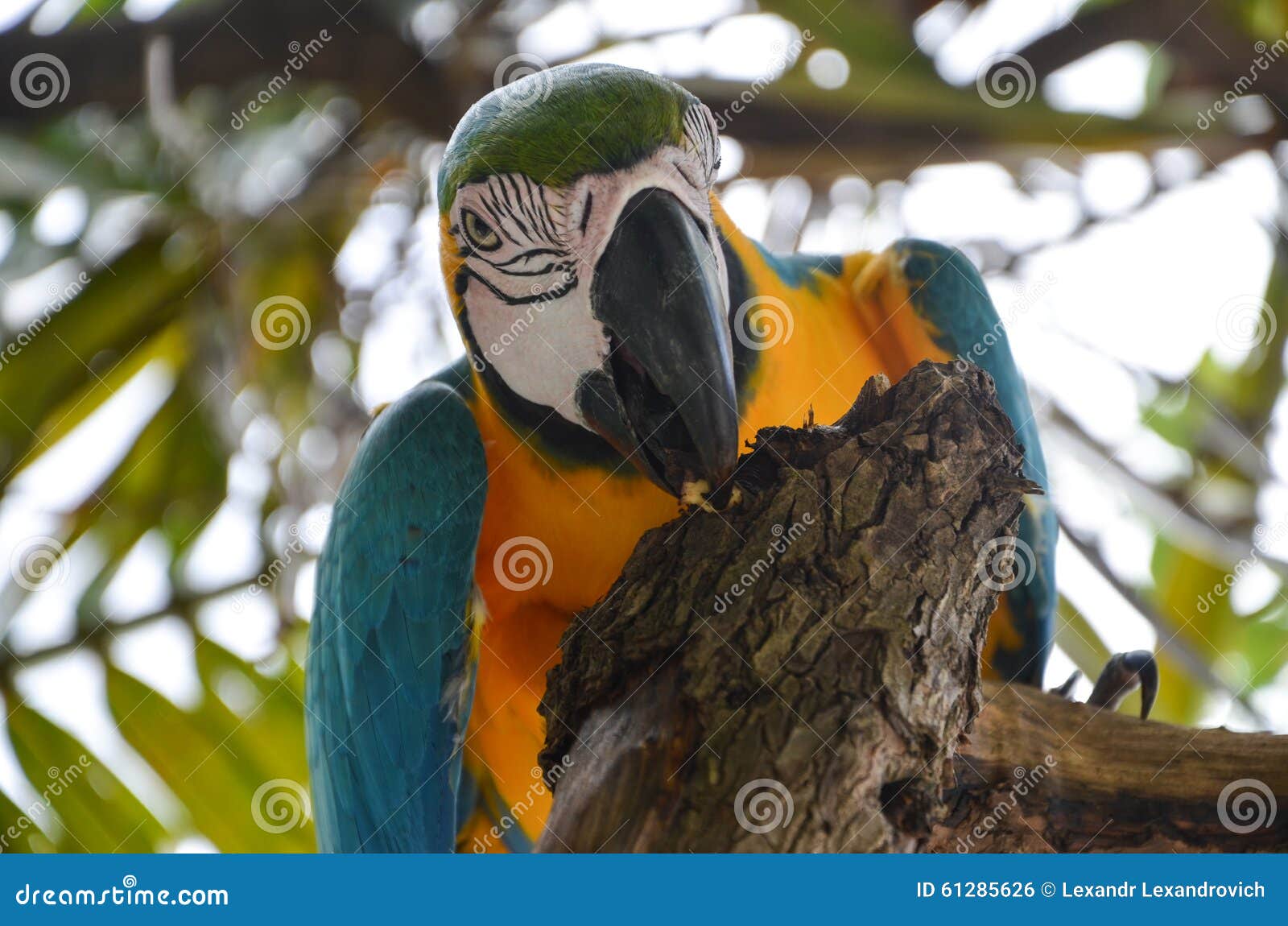 Macao parrot stock photo. Image of tree, parrot, birds - 61285626