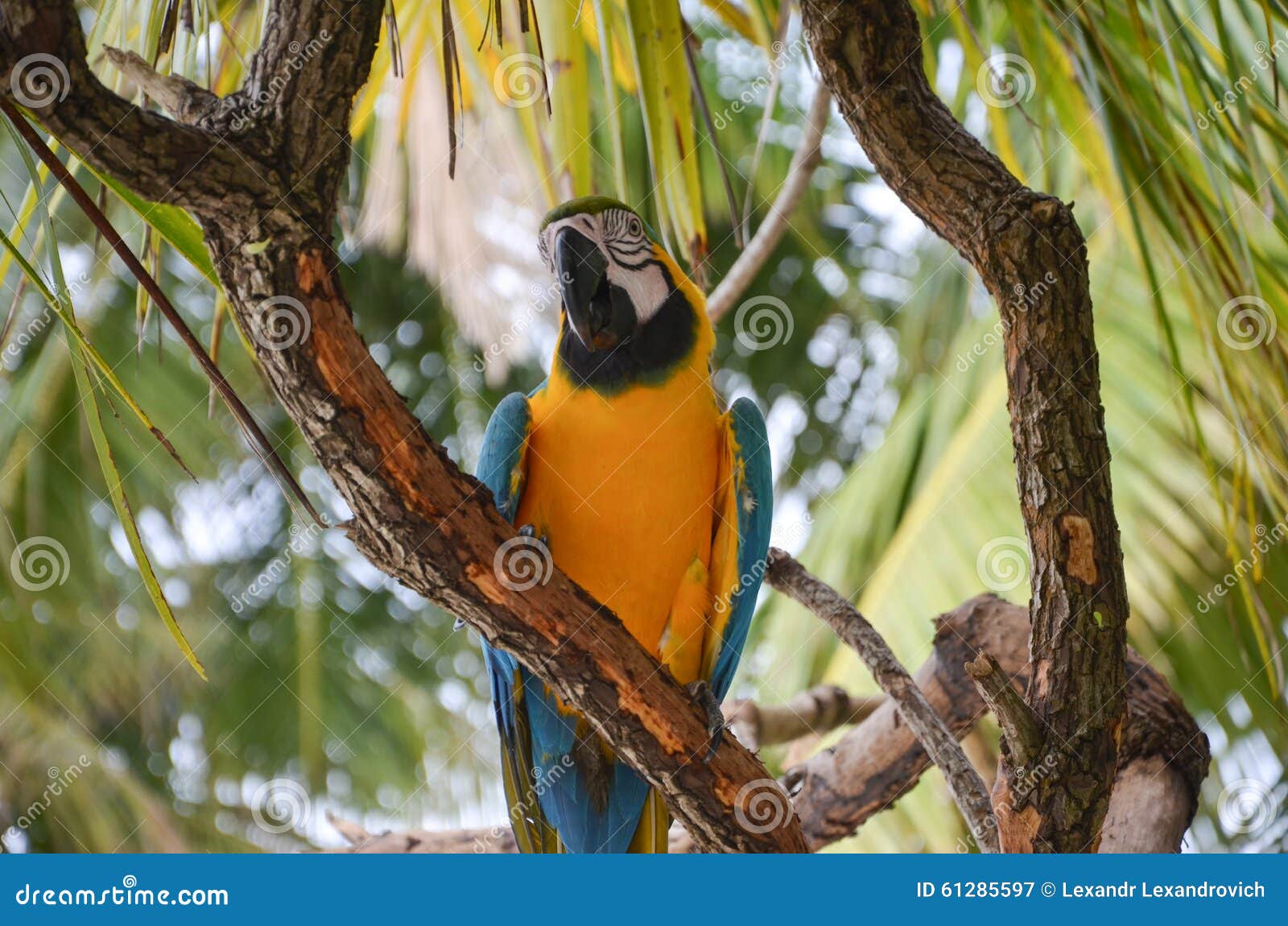 Macao parrot stock image. Image of maldives, small, plants - 61285597
