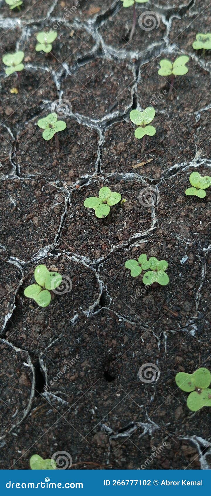 MAKAROT MUSTARD SEED 5 DAYS YEARS OLD Stock Photo - Image of plant ...