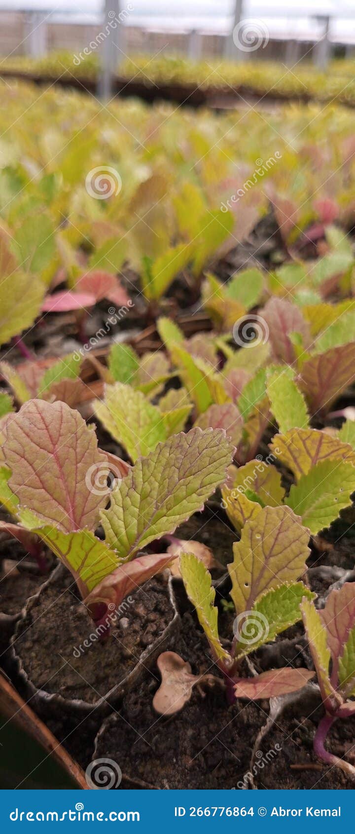 MAKAROT MUSTARD SEED 1 MOUNTH Stock Photo - Image of makarot, mounth ...