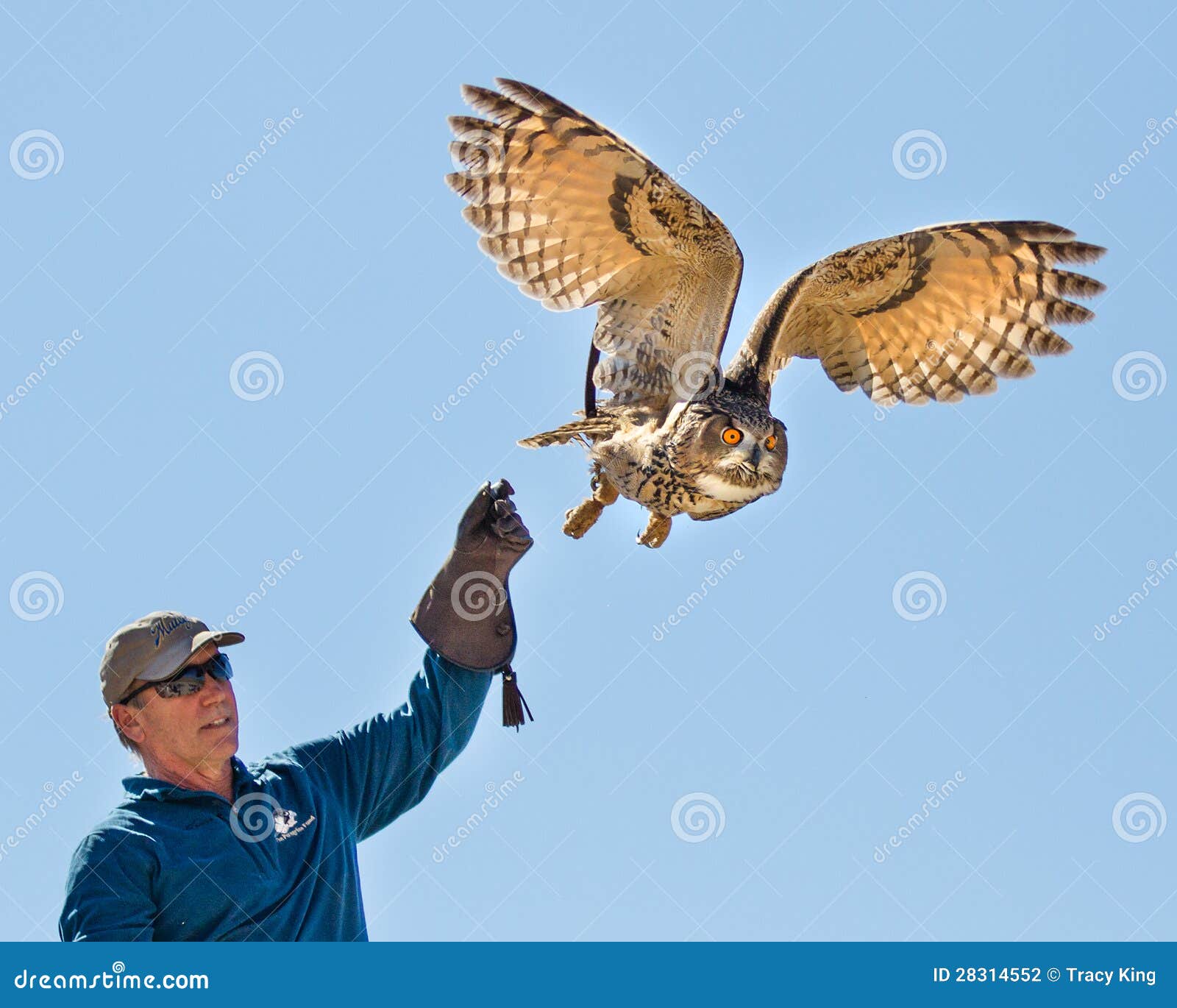 Make Puts His Hawk Up in the Air Editorial Photography - Image of ...