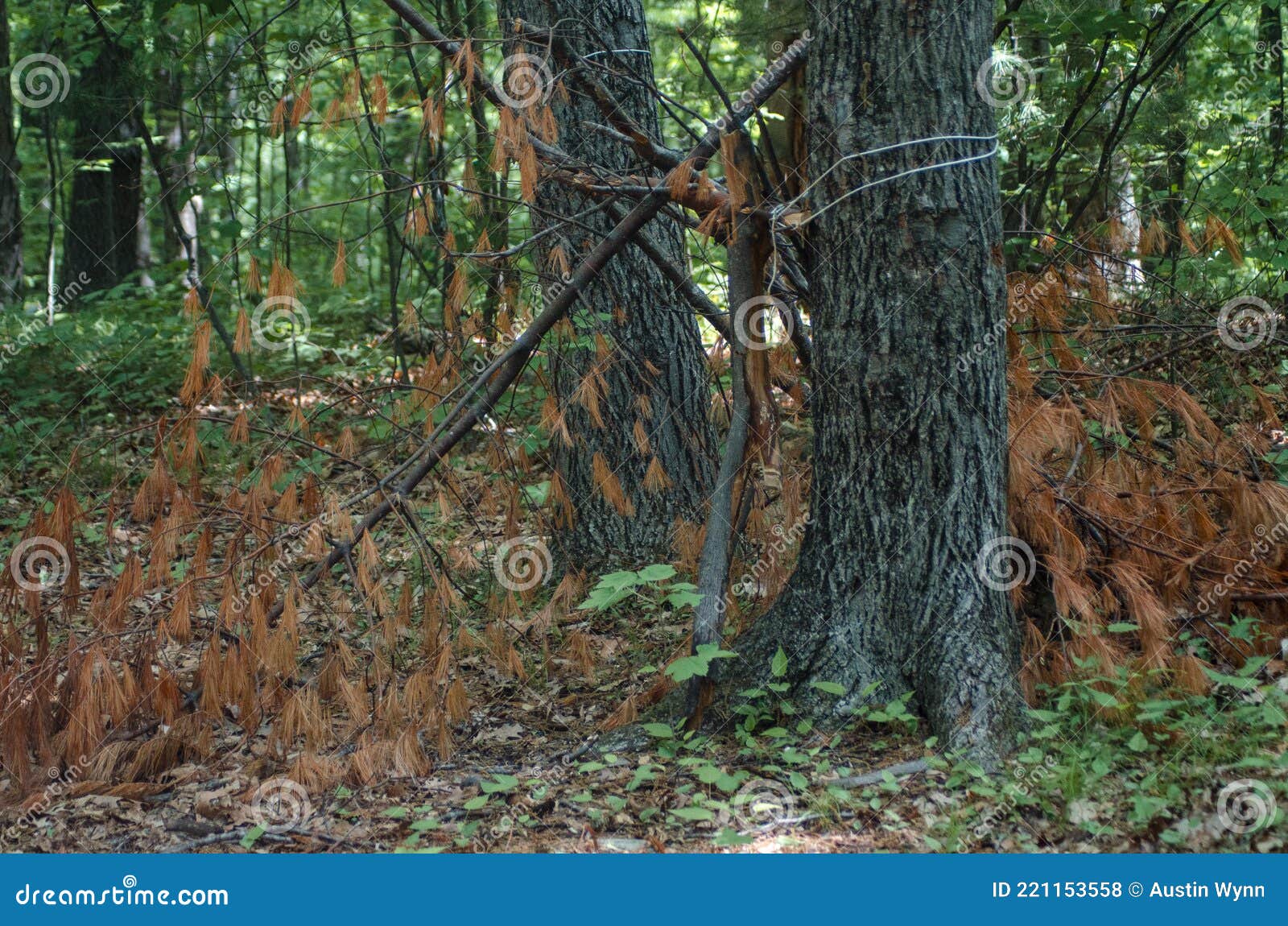A Make Shift Shelter Out of Dead Tree Branches Stock Photo - Image of ...