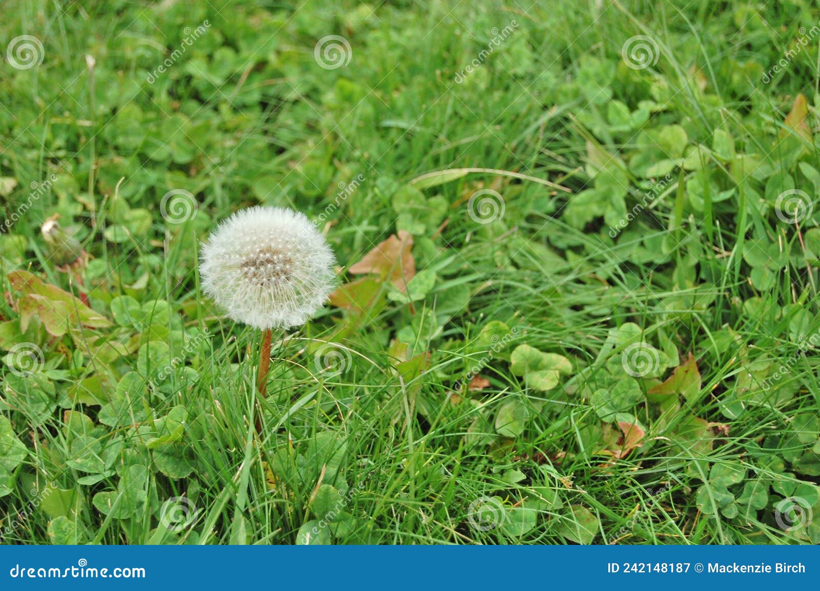 Weedflower Stock Photos - Free & Royalty-Free Stock Photos from Dreamstime