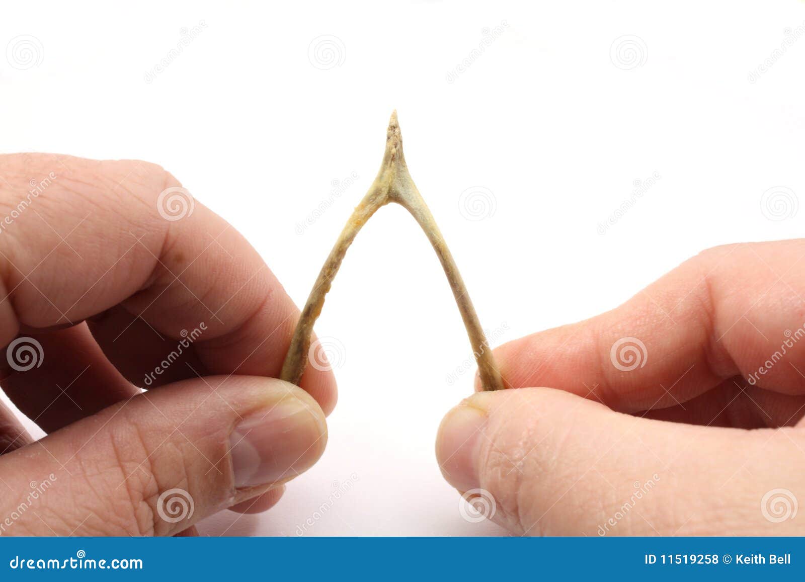 Make a Wish on the Wishbone Stock Photo - Image of holding, wishbone ...