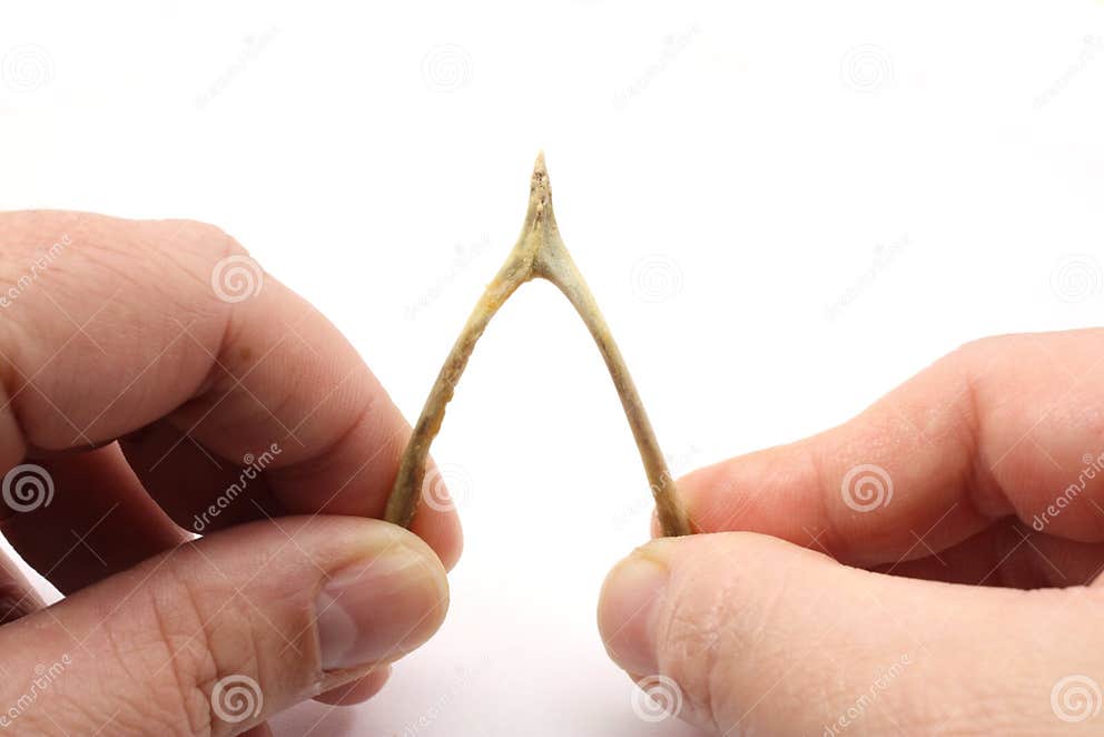 Make a Wish on the Wishbone Stock Photo - Image of holding, wishbone ...