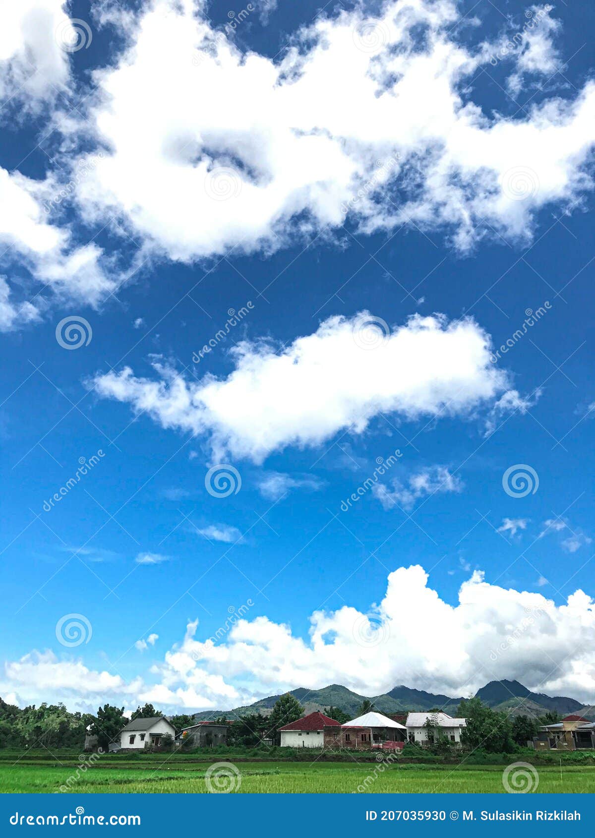 Field stock photo. Image of enjoying, fresh, beautiful - 207035930