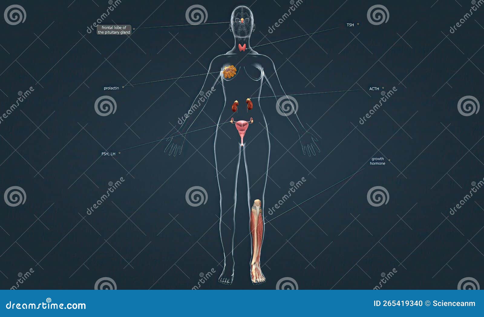 The Endocrine System is a Complex Network of Glands and Organs Stock ...