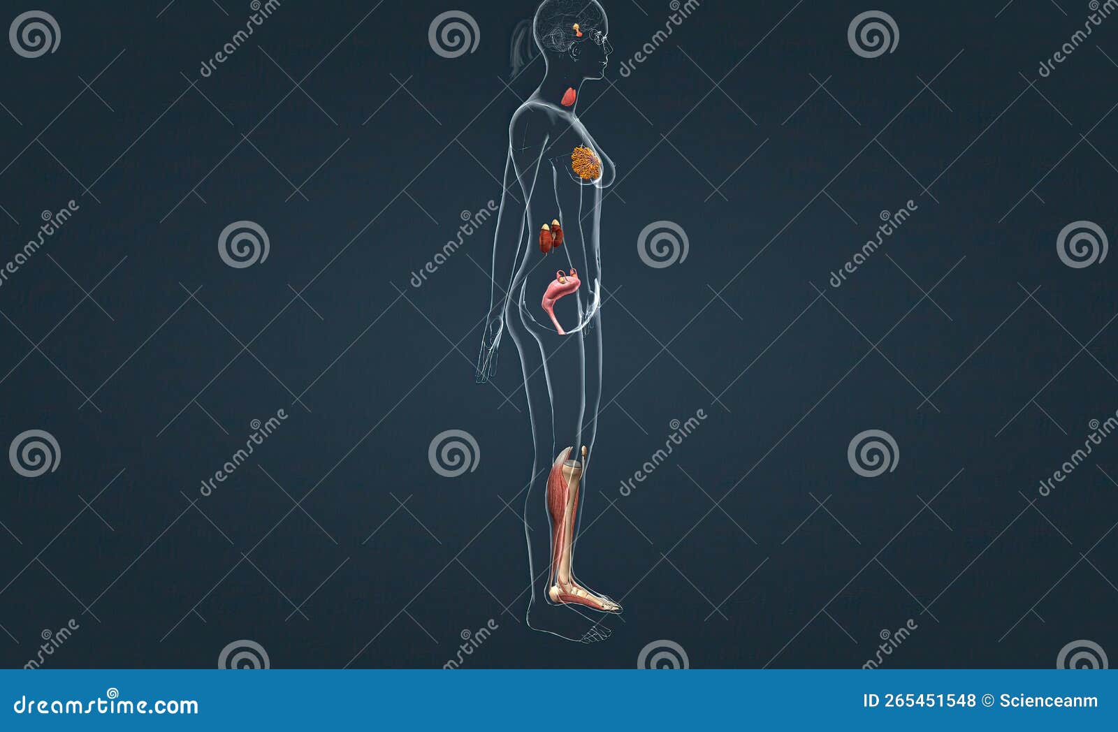 The Endocrine System is a Complex Network of Glands and Organs Stock ...