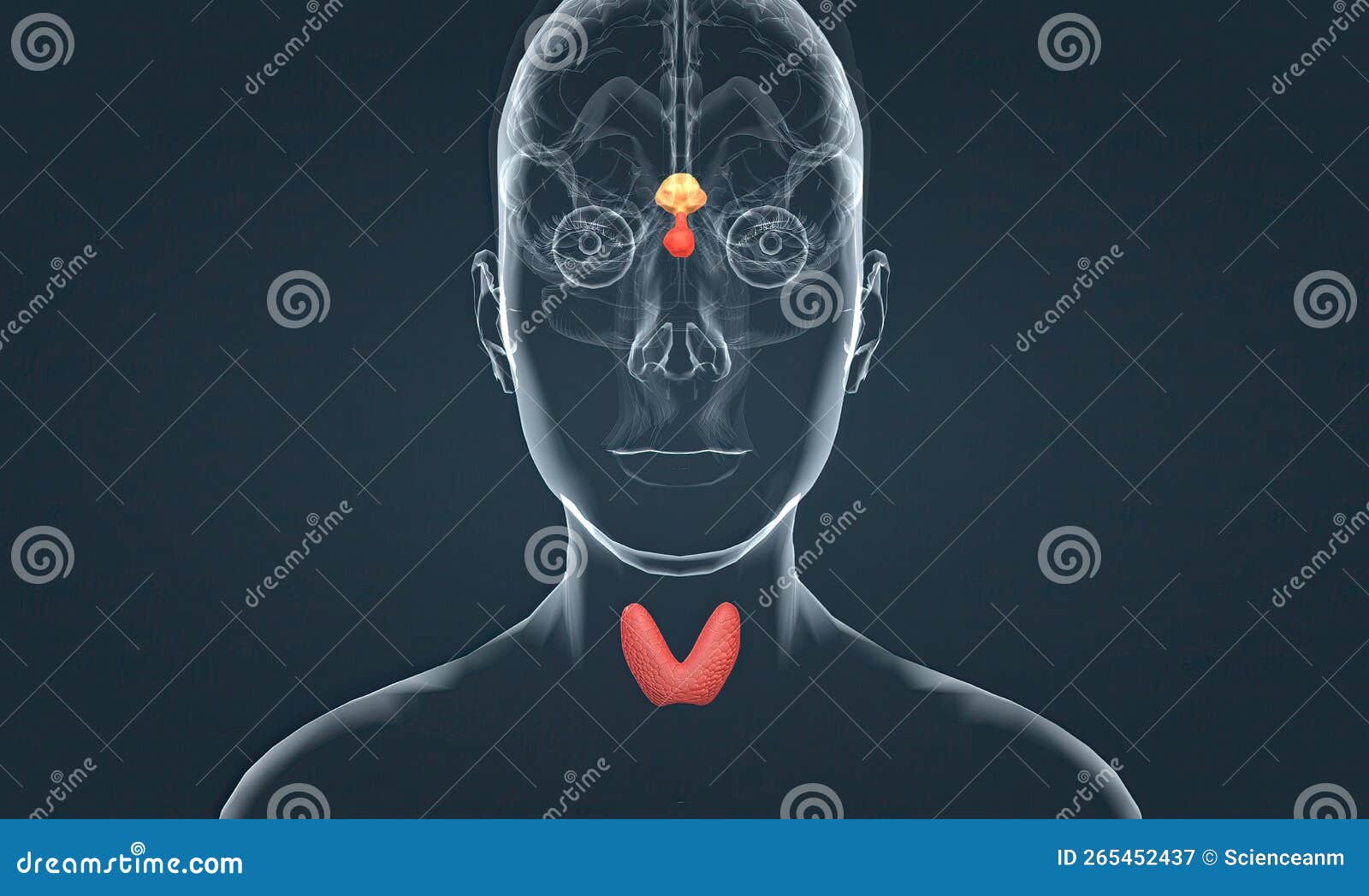 The Endocrine System is a Complex Network of Glands and Organs Stock ...