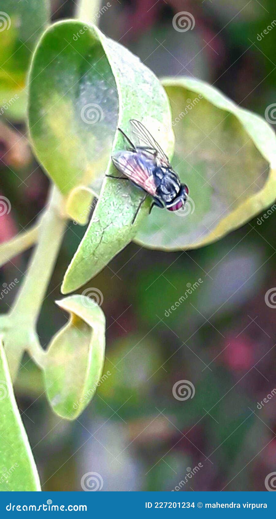 Makhi stock photo. Image of plant, flying, wing, arthropod - 227201234