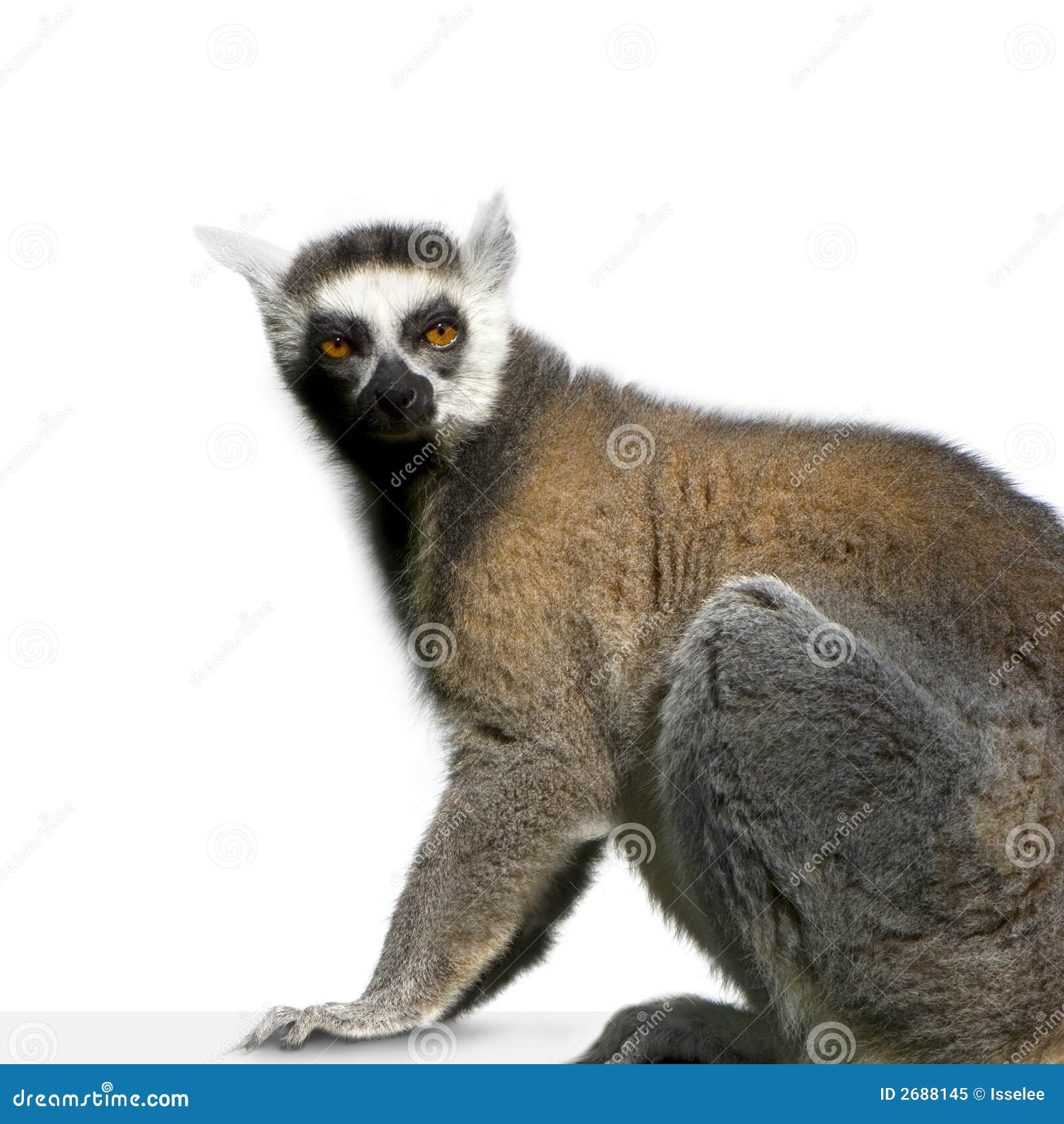 Maki stock afbeelding. Image of primaat, dier, bedreigd - 2688145