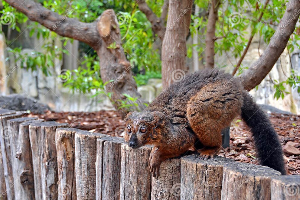 Maki-Affe stockbild. Bild von fallhammer, tier, leben - 107905931