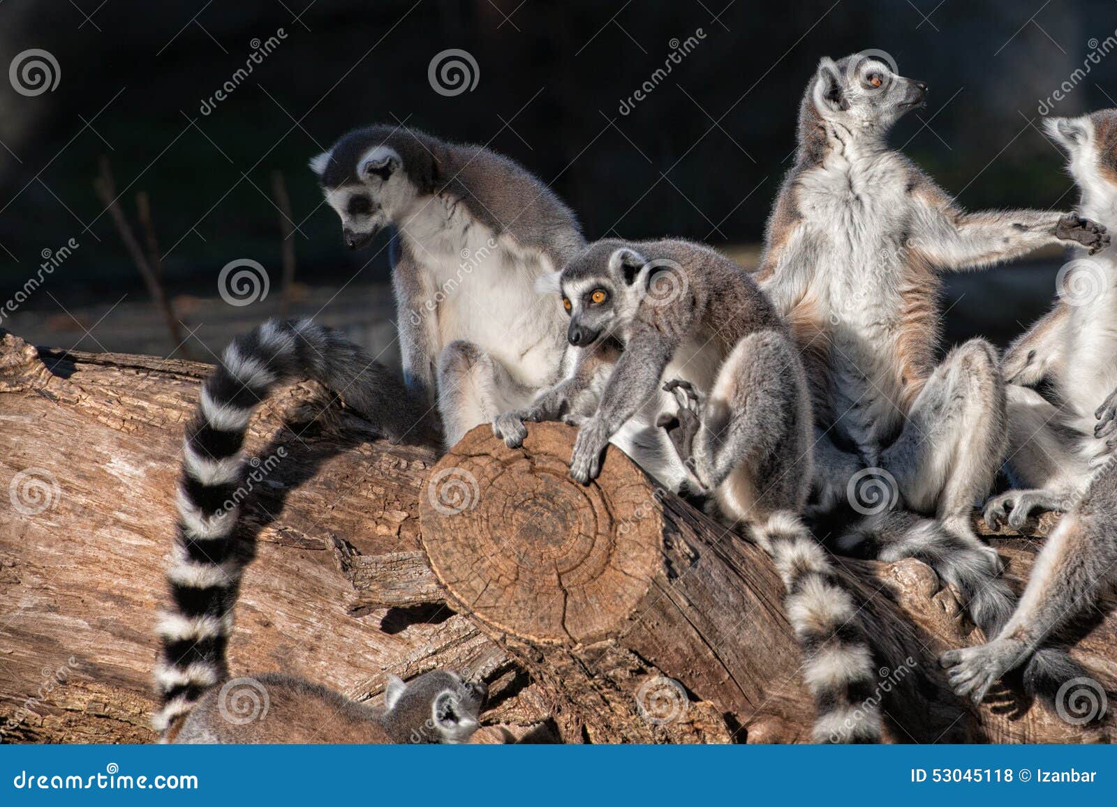 Maki-Affe stockfoto. Bild von heck, familie, nave, nett - 53045118