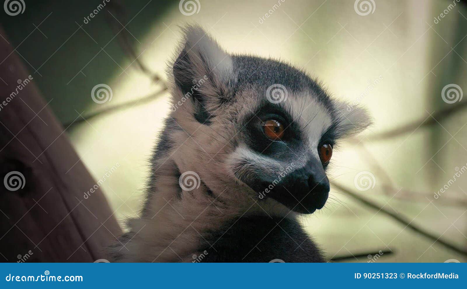 Maki-Affe, Der Lebensmittel Kaut Stock Video - Video von tier, essen ...