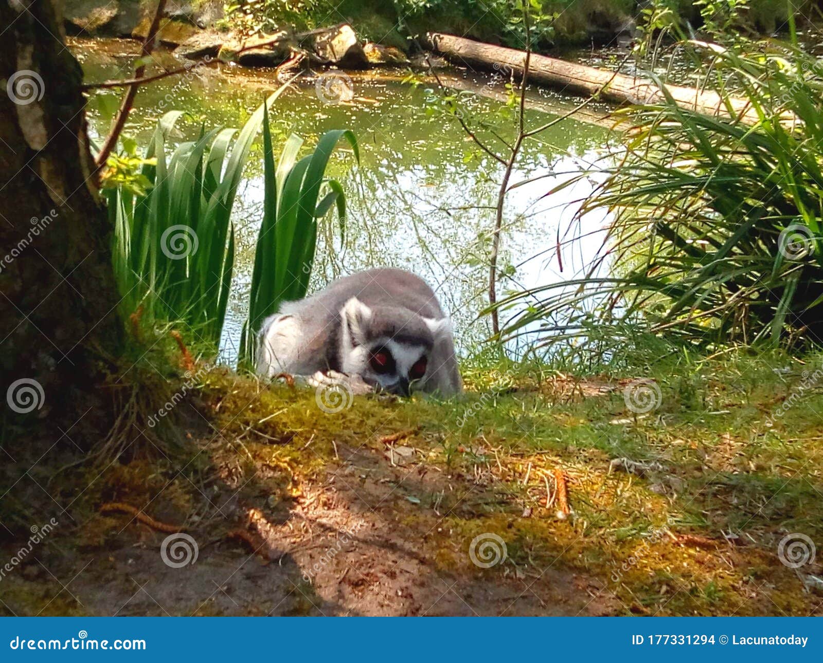 Maki Affe, Der Versucht Zu Schlafen. Stockfoto - Bild von schlaf ...