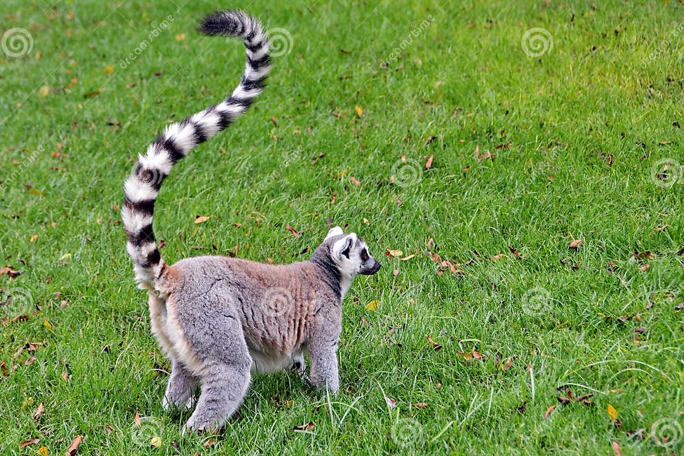 Maki-Affe stockfoto. Bild von tier, grau, silber, sitzung - 140405592